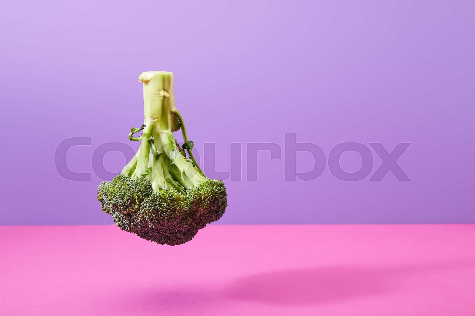 upside down raw broccoli on purple and pink with copy space | Stock ...