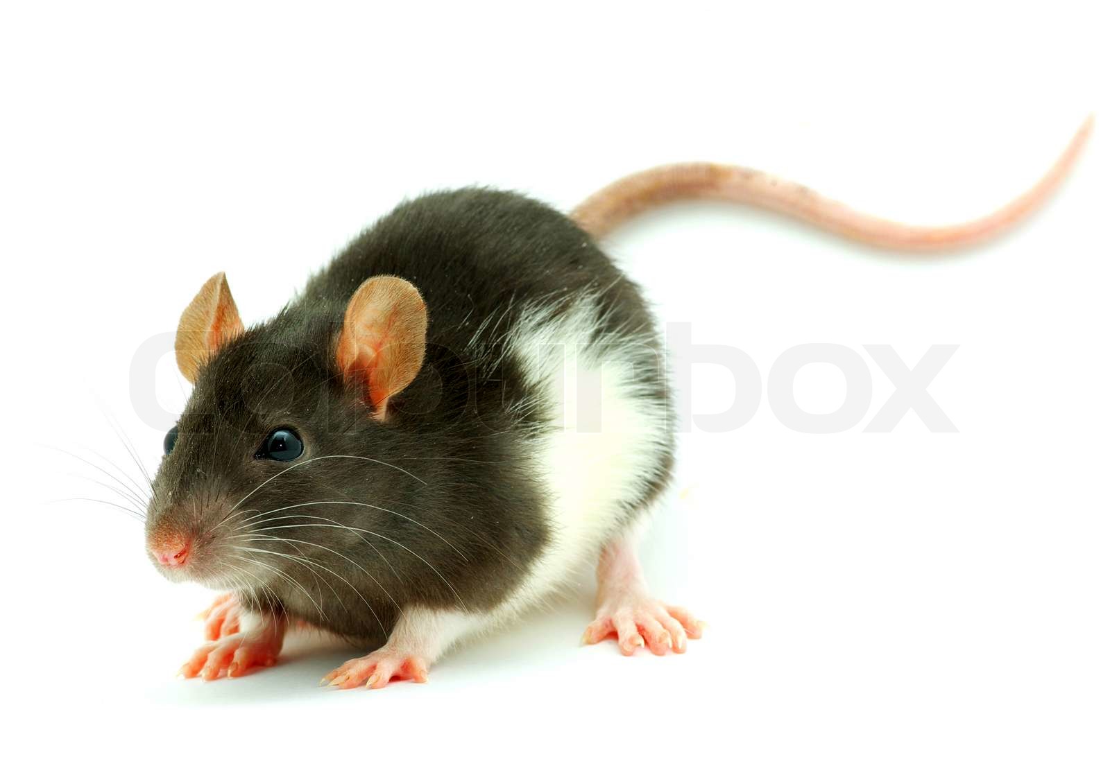 rat | Stock image | Colourbox