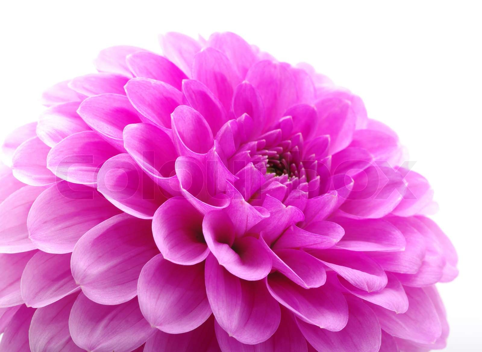 rosa Blume | Stock Bild | Colourbox