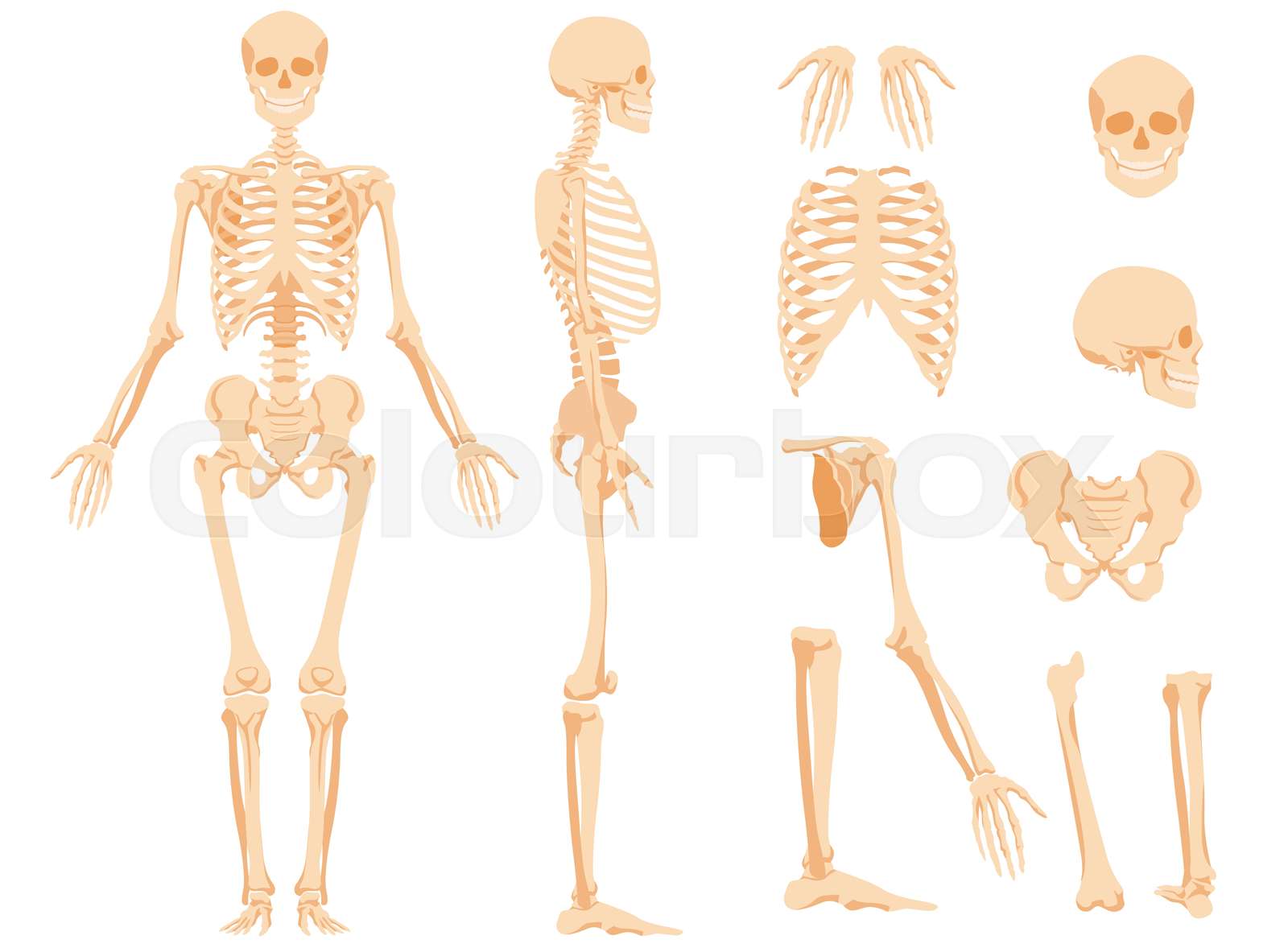 The full anatomical skeleton of a person and individual bones | Stock ...