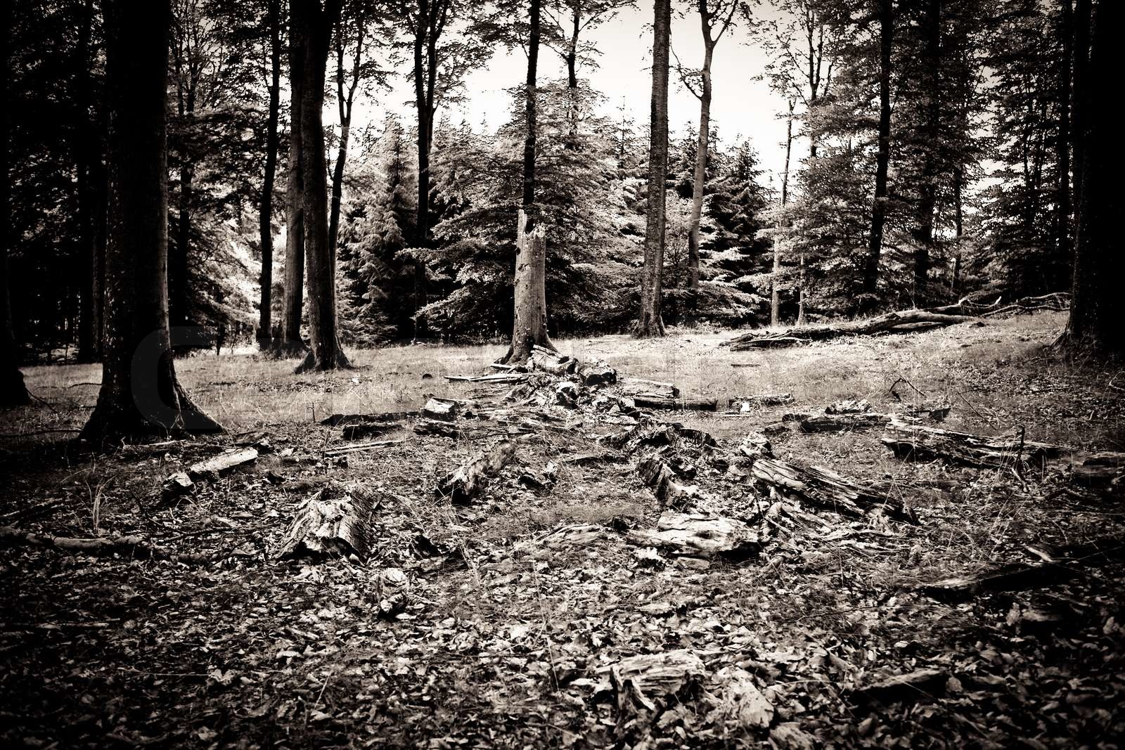 Wald in Sepia Farbe | Stock Bild | Colourbox