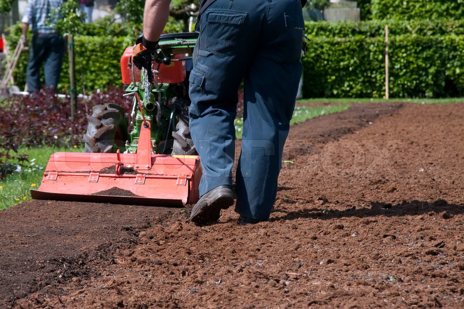 Preparing the ground for seeding using a mini tractor. | Stock image ...