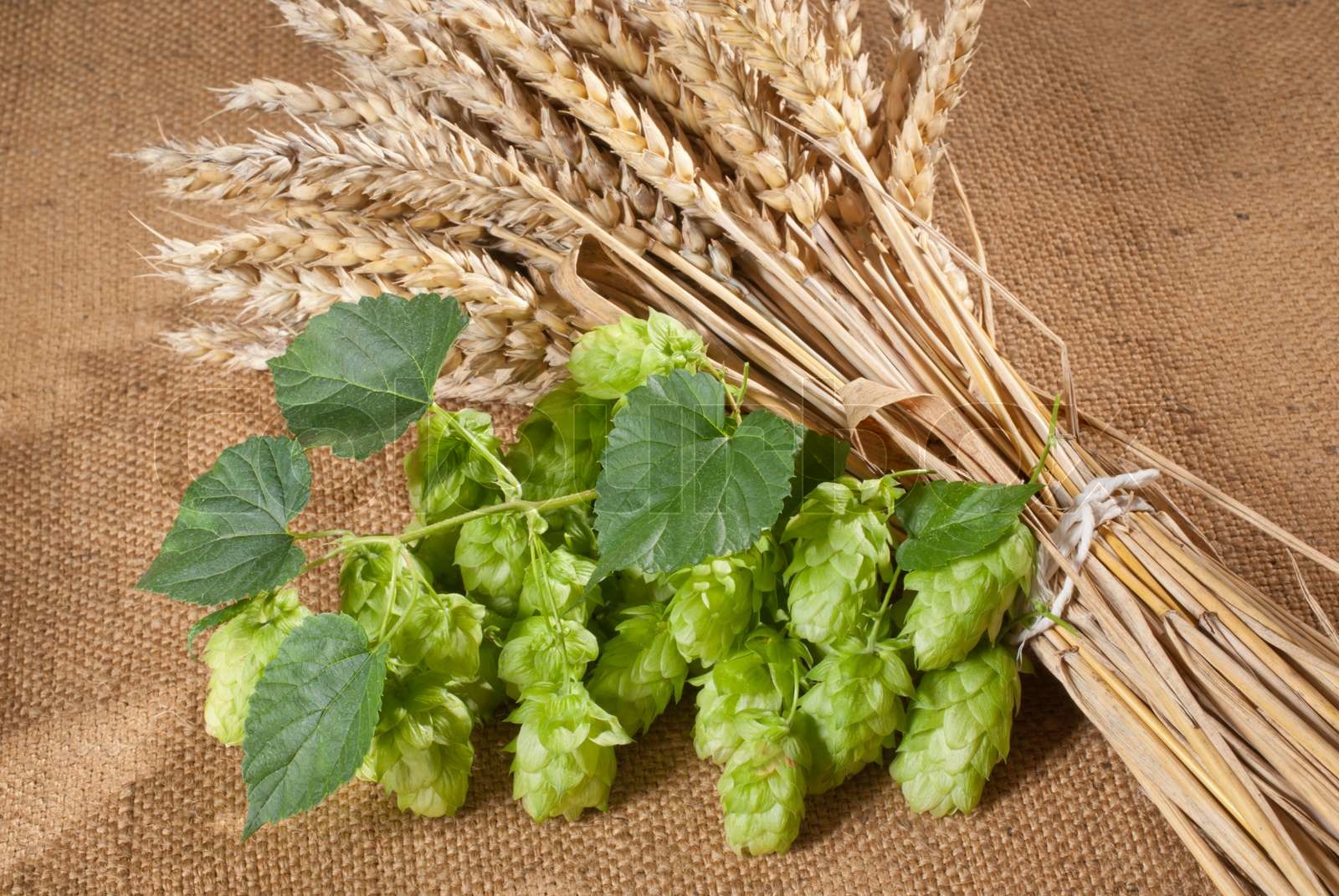 "Raw Material For Beer Production" | Stock image | Colourbox