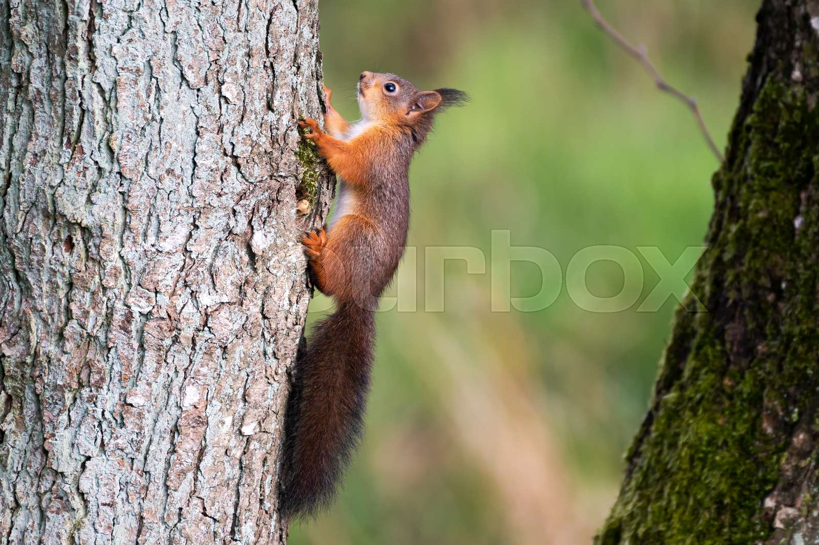 egern, unge, dyr | Stock Bild | Colourbox