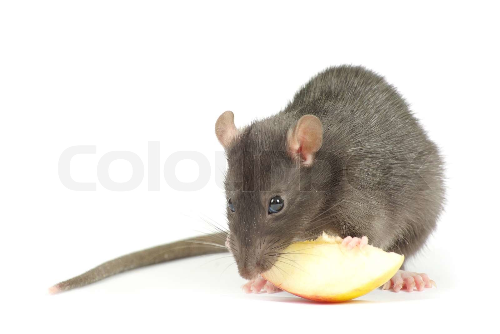 rat | Stock image | Colourbox