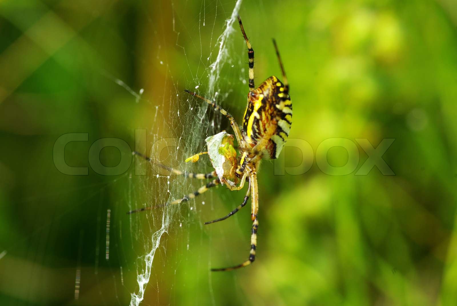 Spinne | Stock Bild | Colourbox