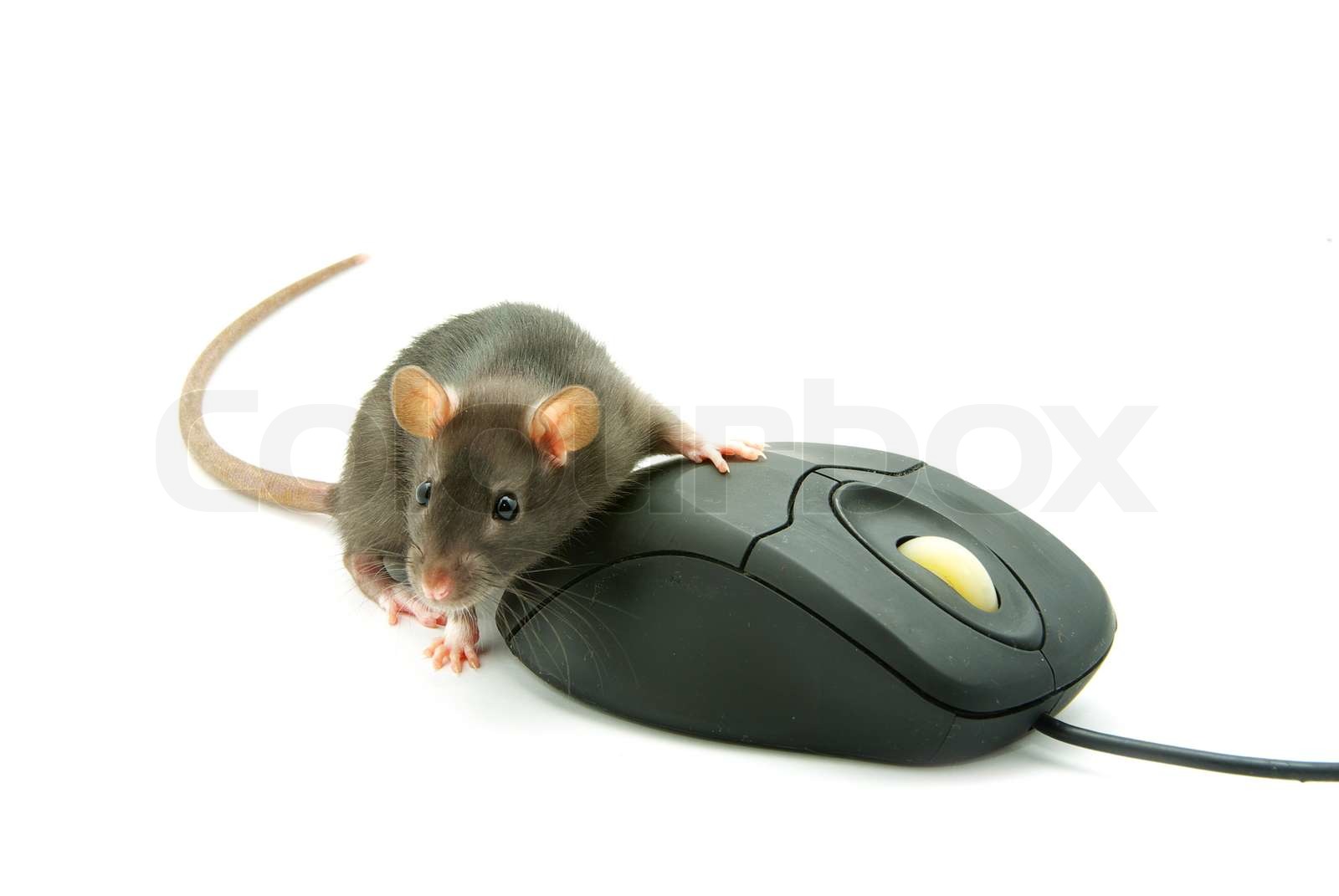 rat | Stock image | Colourbox