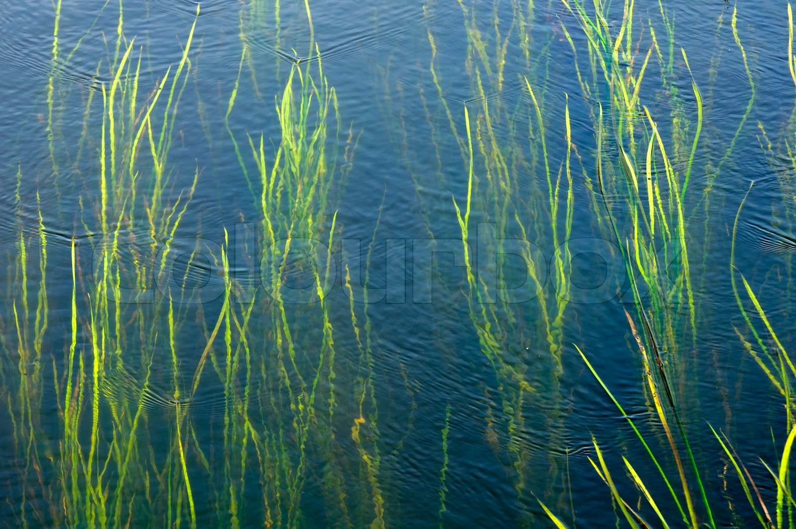 Algen im Wasser | Stock Bild | Colourbox