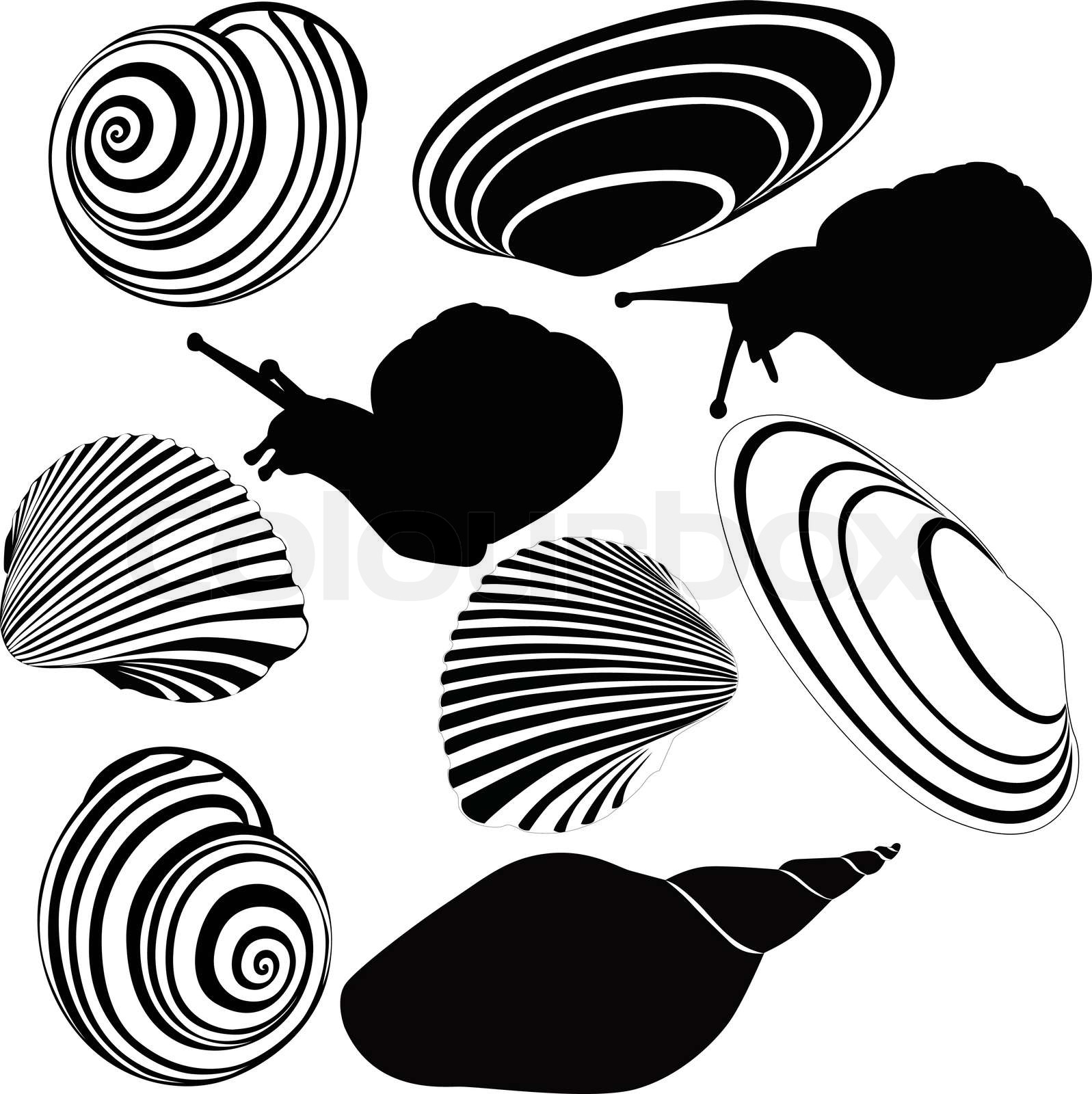 shell of a snail | Stock vector | Colourbox
