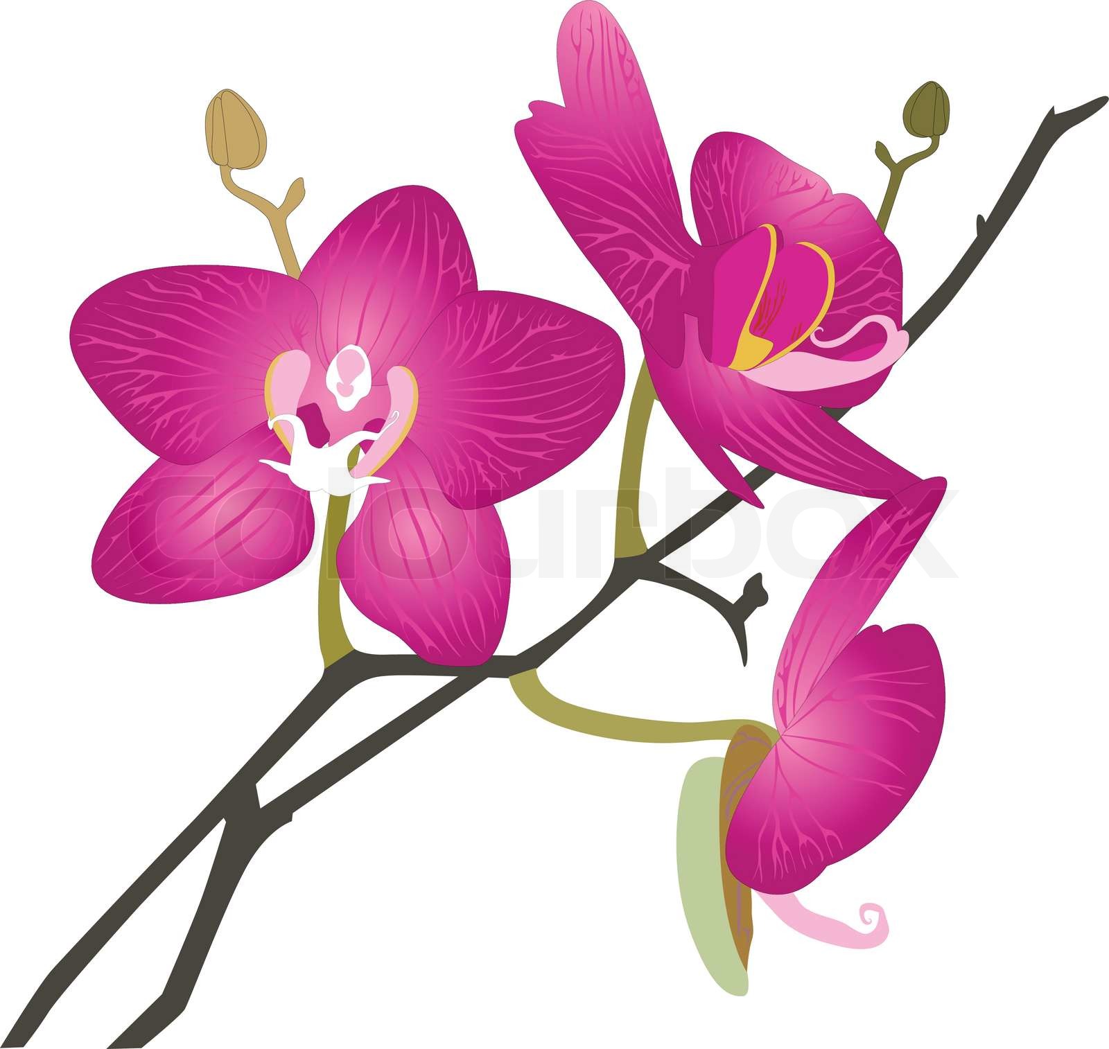 Orchids | Stock vector | Colourbox