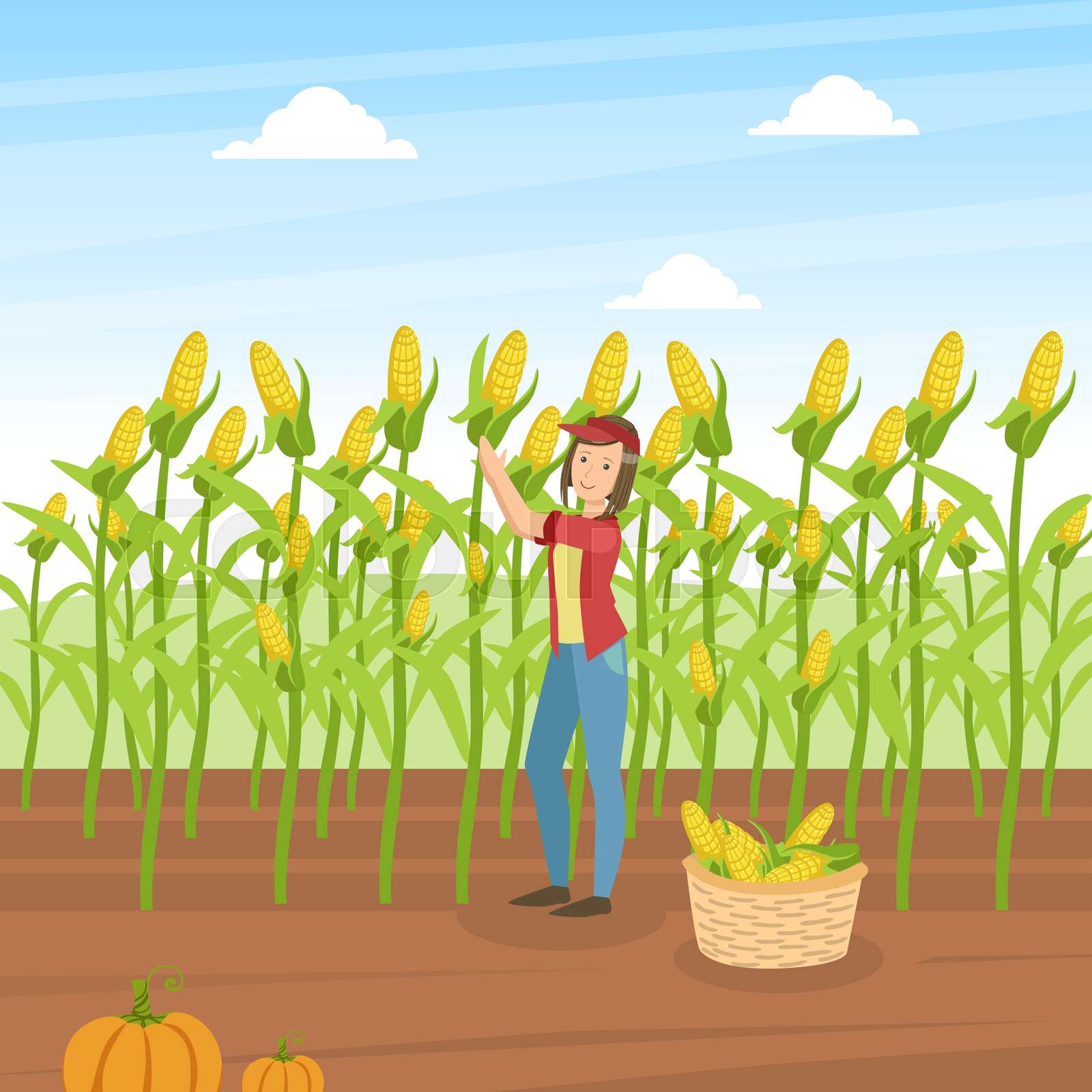 Corn Fields Clipart