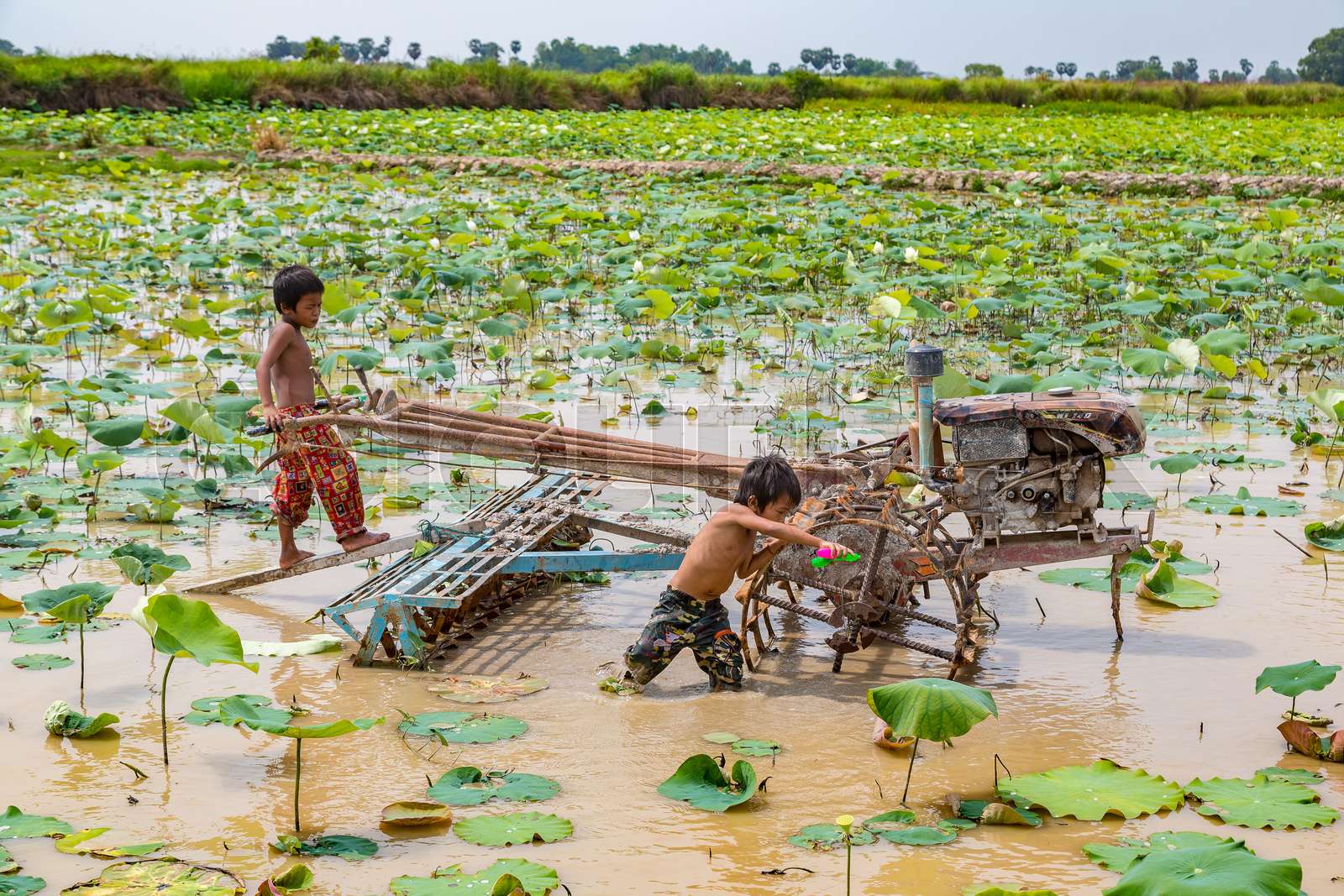 Lotus farm in Cambodia | Stock image | Colourbox