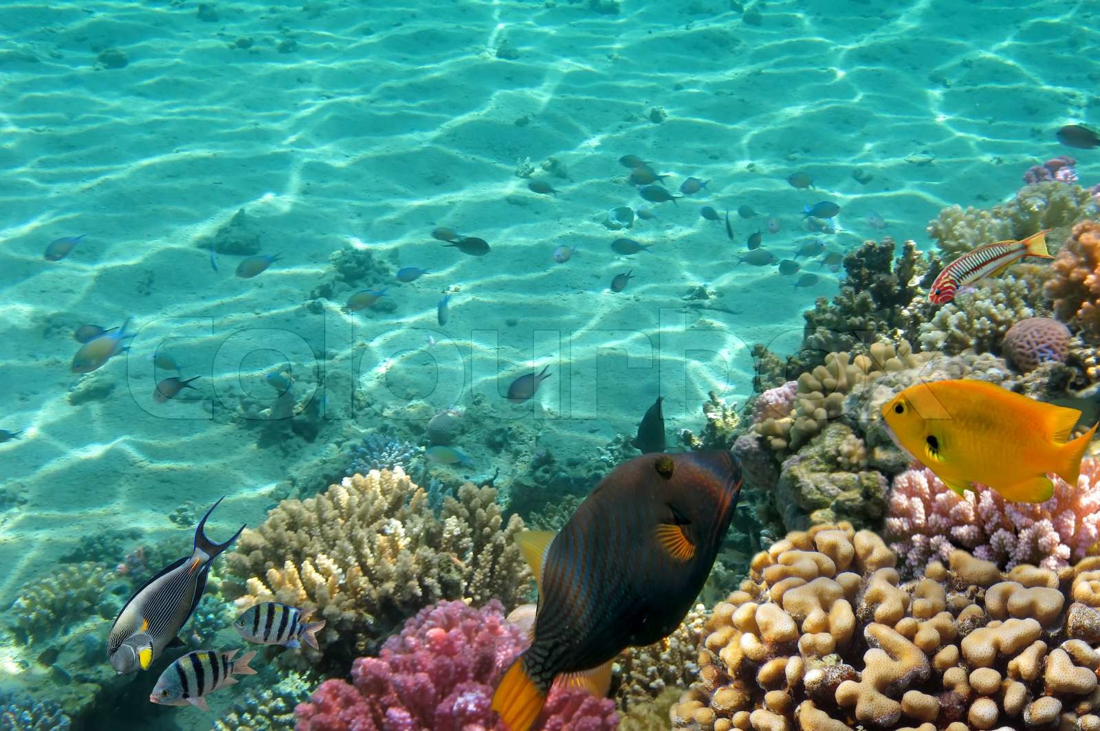 Tropical Fish on Coral Reef | Stock image | Colourbox