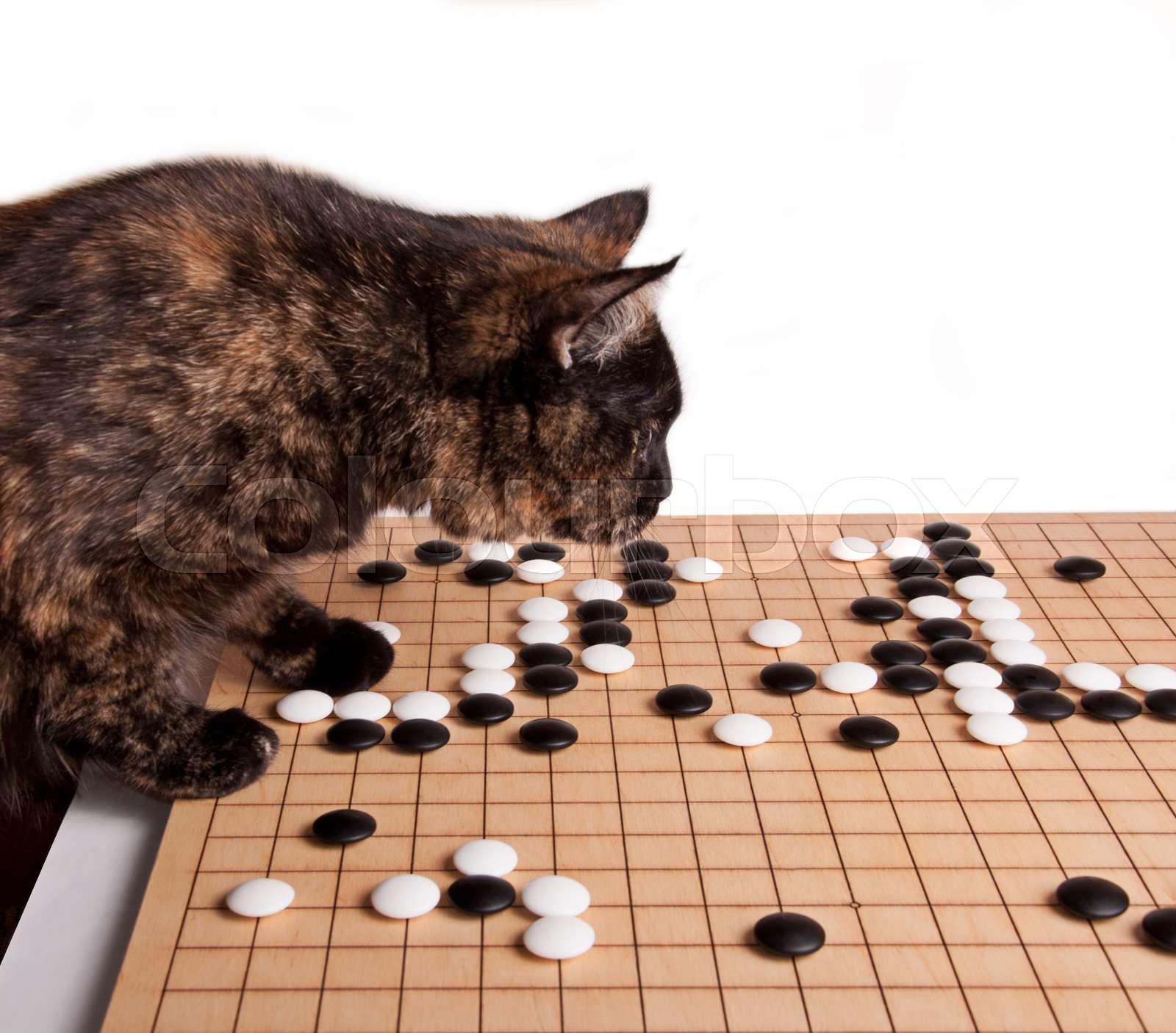 Cat playing board game Go (weiqi, wei-chi) | Stock image | Colourbox
