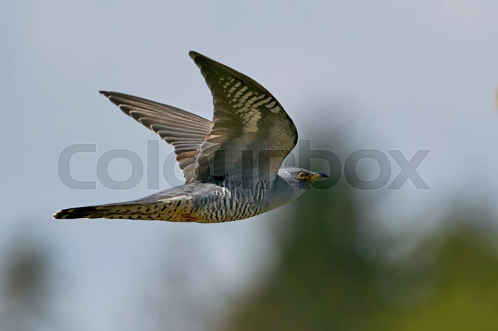 Common cuckoo (Cuculus canorus) | Stock image | Colourbox