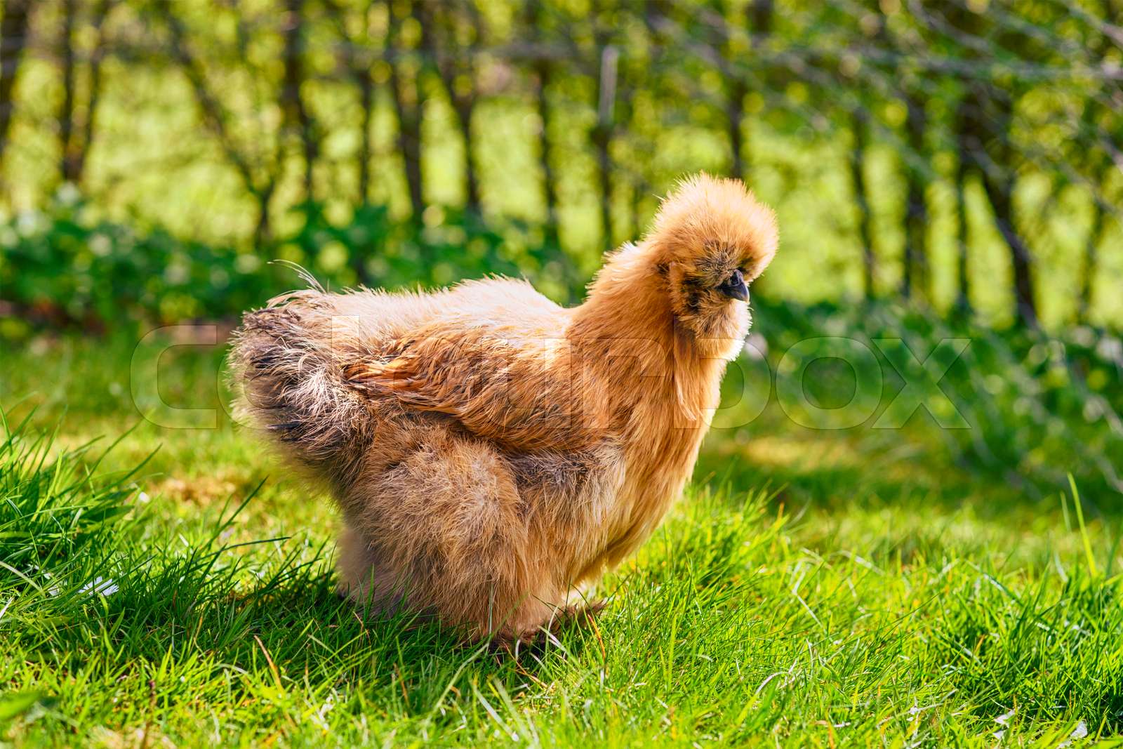 Silkie Chicken