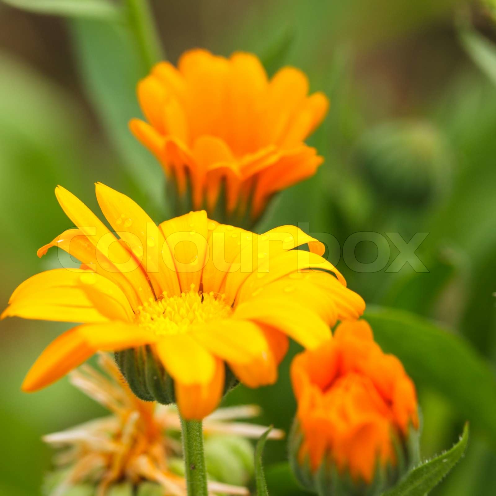 Calendula flowers | Stock image | Colourbox