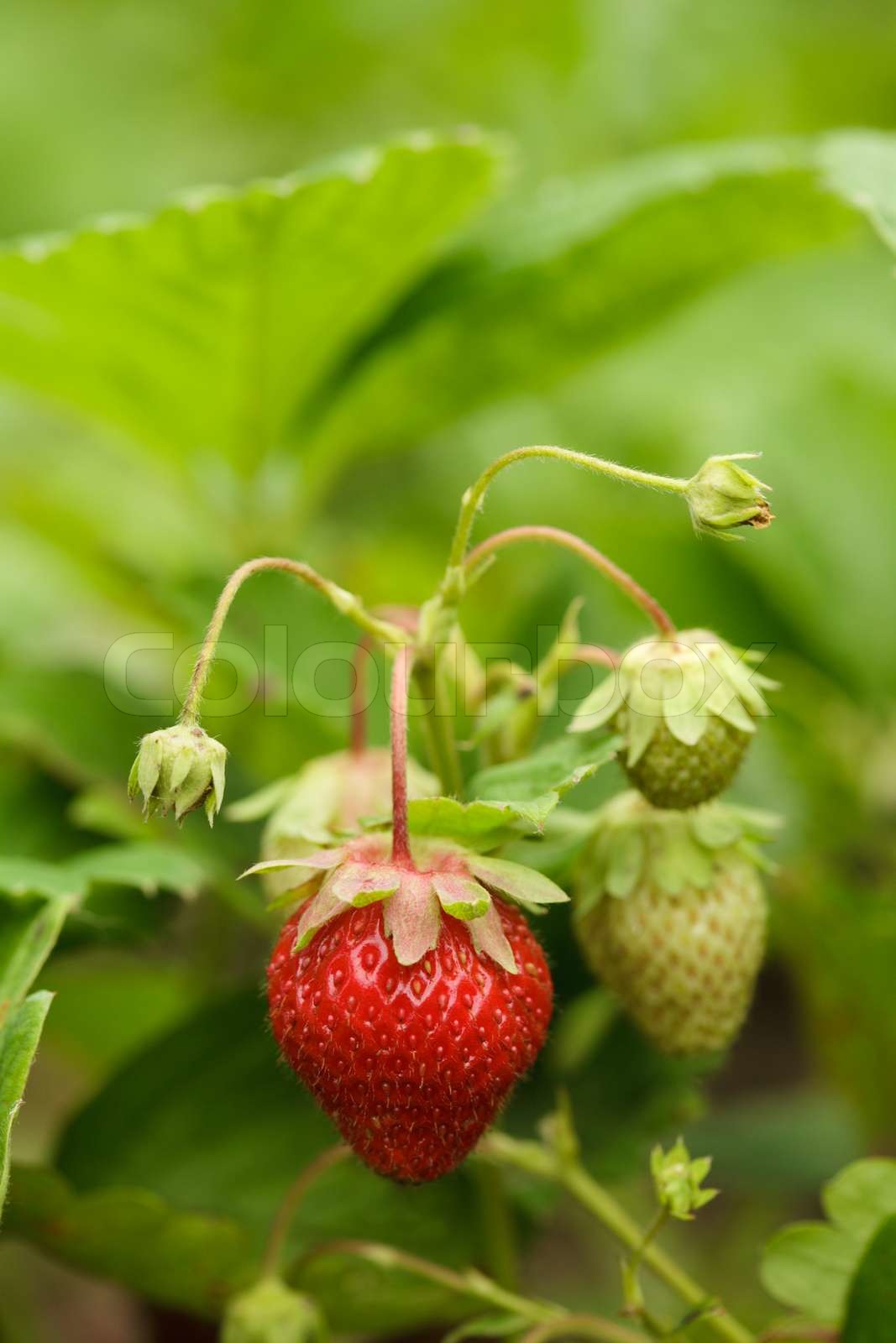 Strawberry bush | Stock image | Colourbox