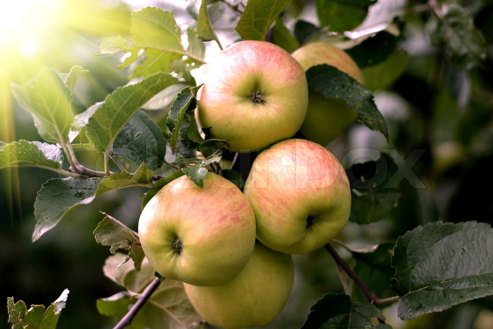Beautiful apples on the branches of apple tree with sun | Stock image ...