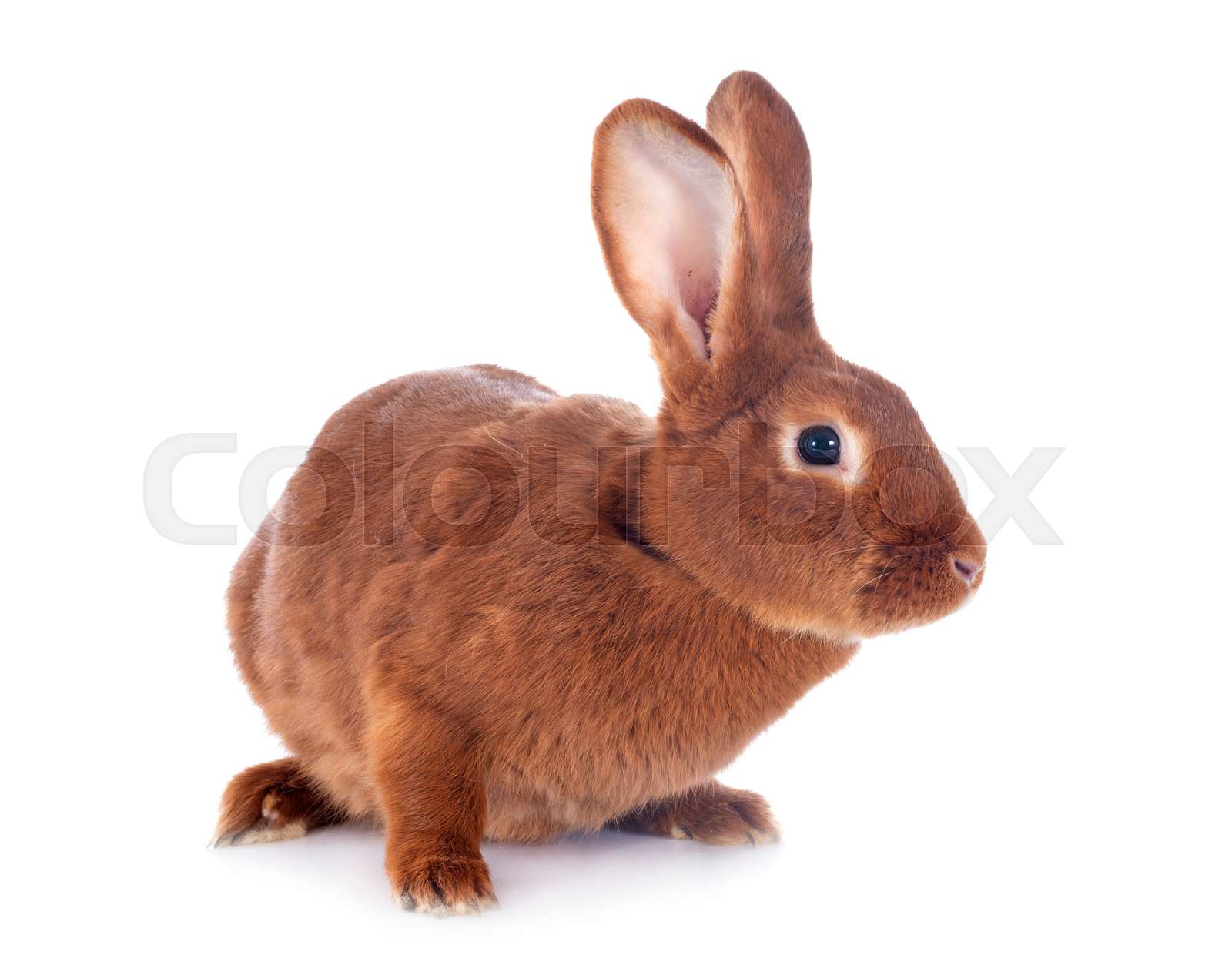 Fauve de Bourgogne rabbit | Stock image | Colourbox