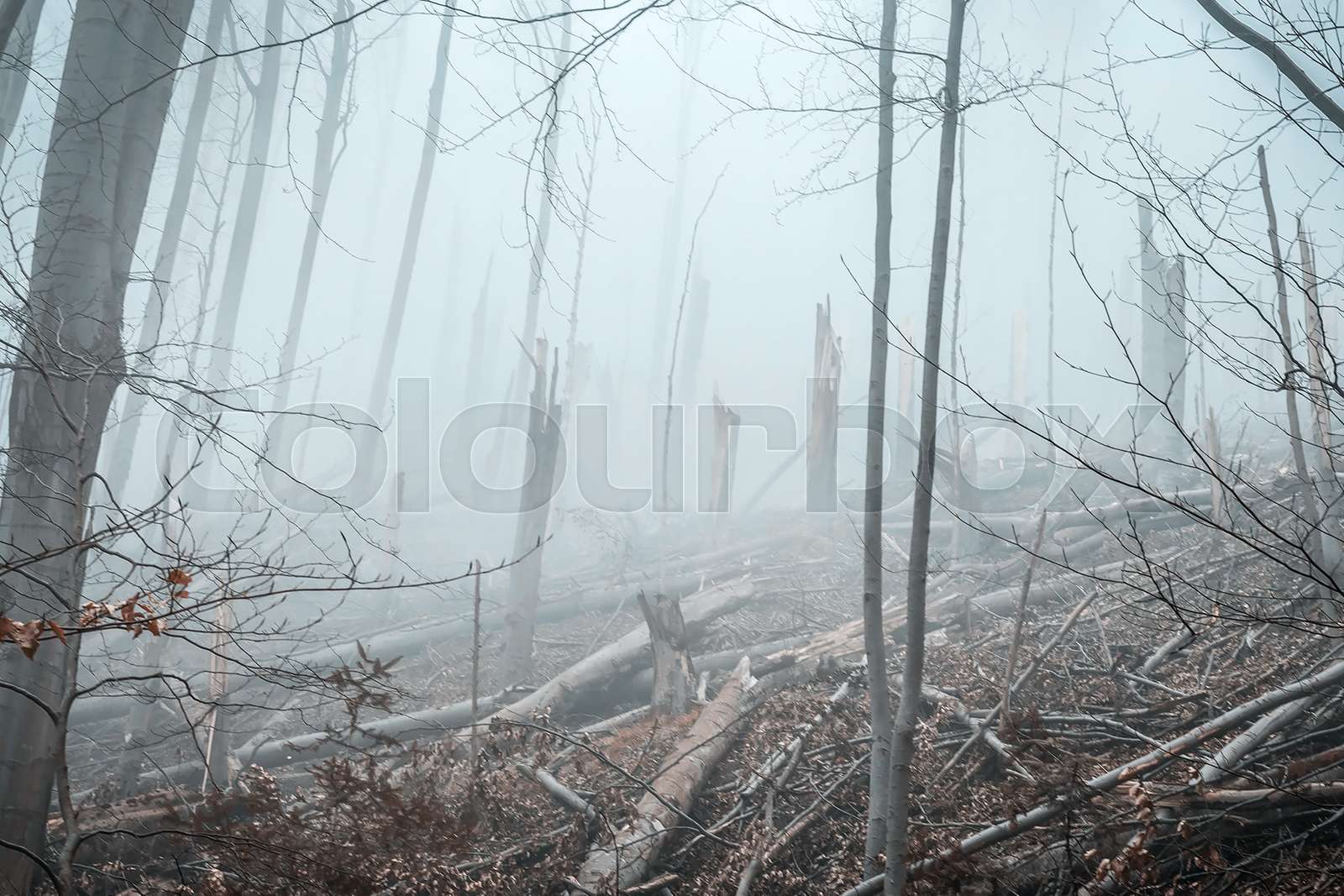 fallen by storm trees in forest | Stock image | Colourbox