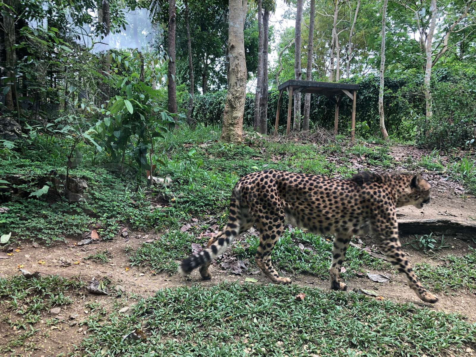 Cheetah in Forest Photo | Stock image | Colourbox