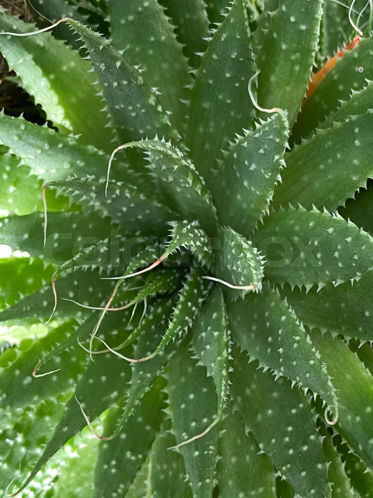 Aristaloe aristata Plant Photo | Stock image | Colourbox