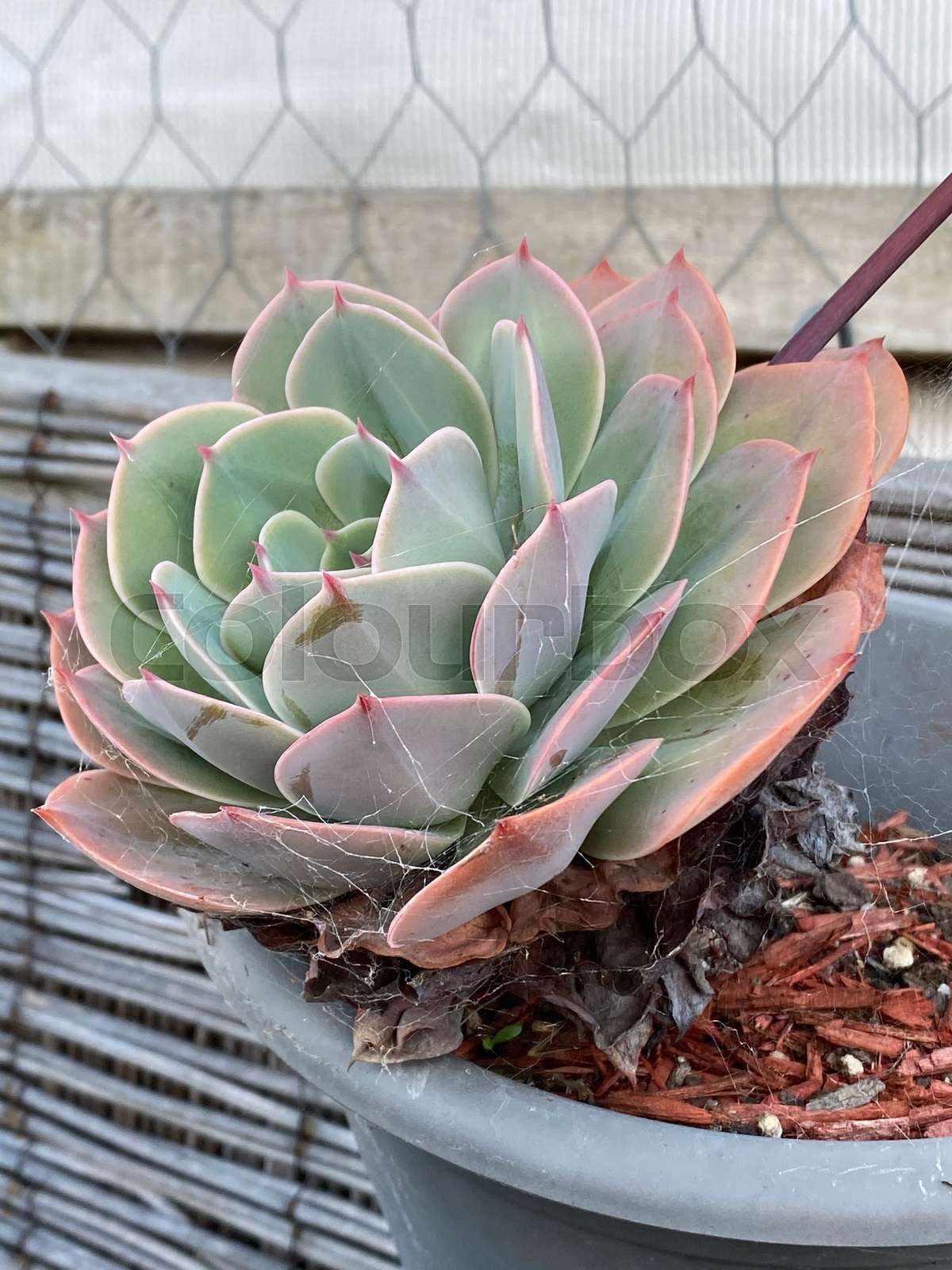 Echeveria Orion Plant Photo | Stock image | Colourbox