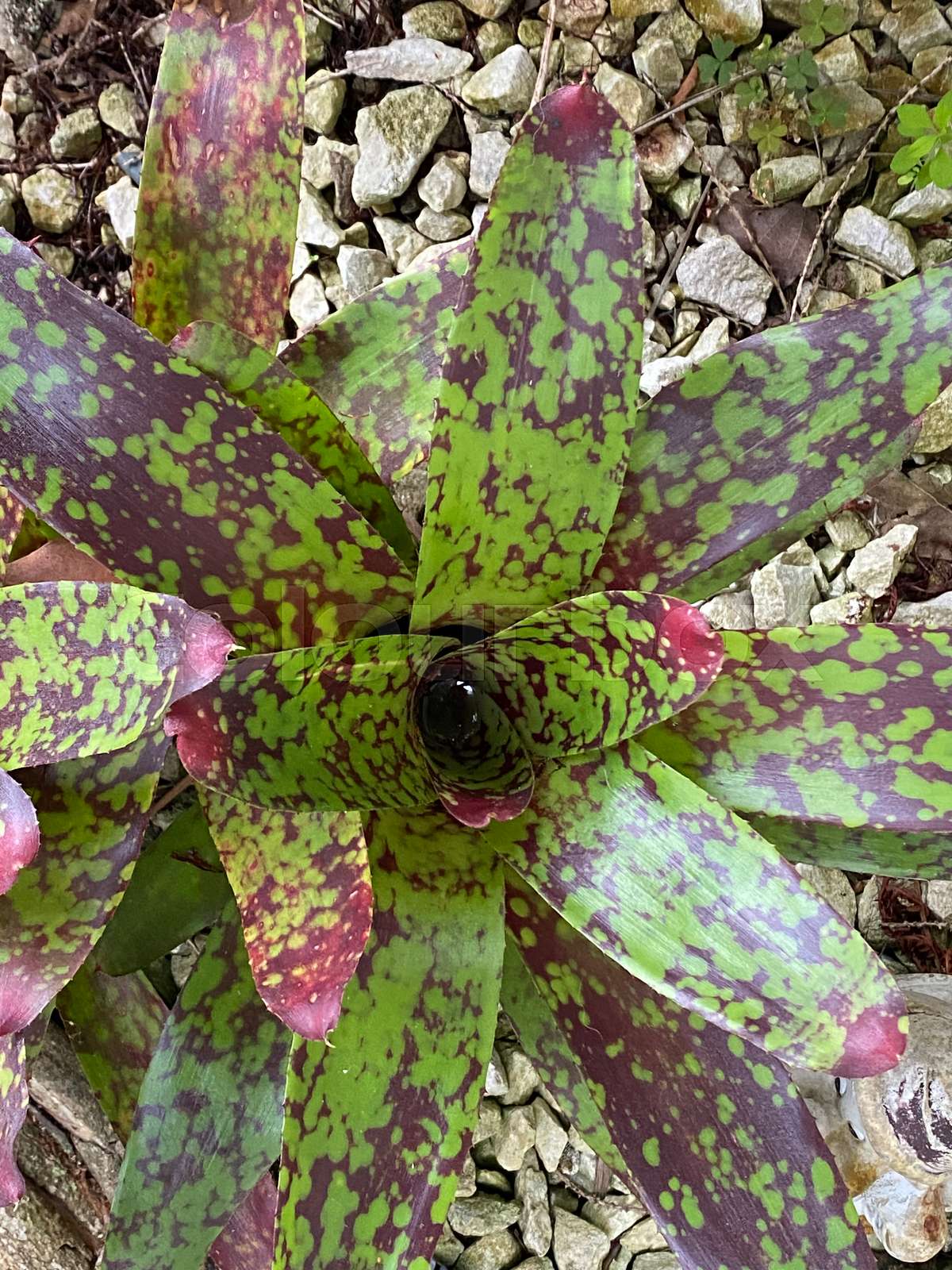Neoregelia Skotak's Tiger Bromeliad Plant Photo | Stock image | Colourbox