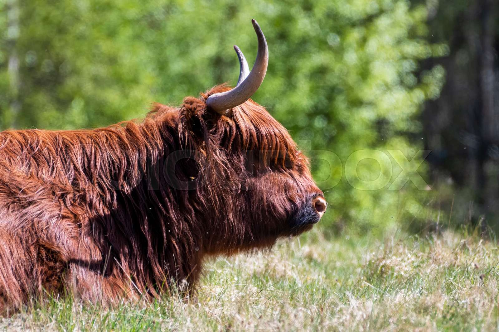 cattle, horn, dyr | Stock image | Colourbox