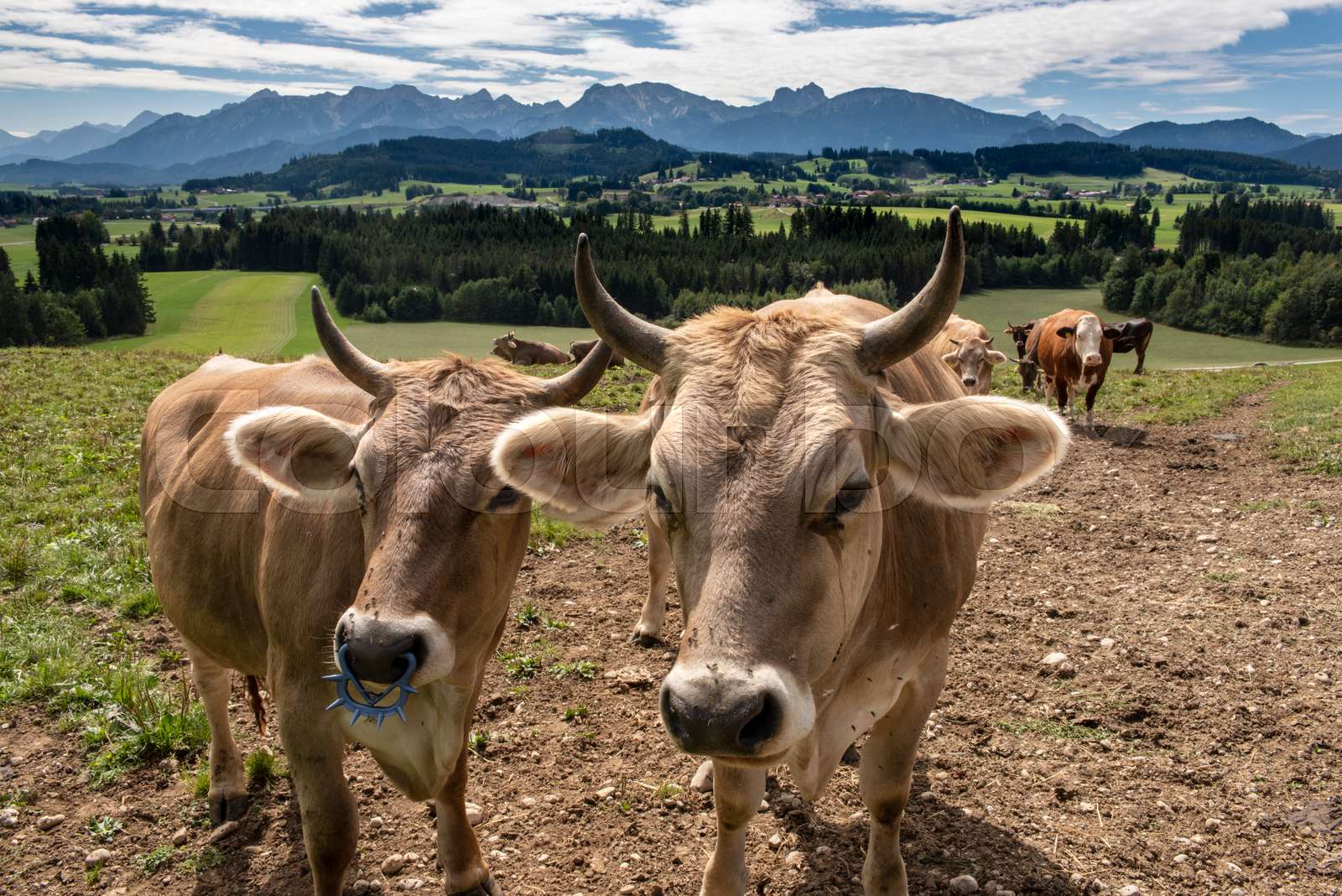 Kuhherde im Allgäu vor dem Panorama der Alpen | Stock image | Colourbox