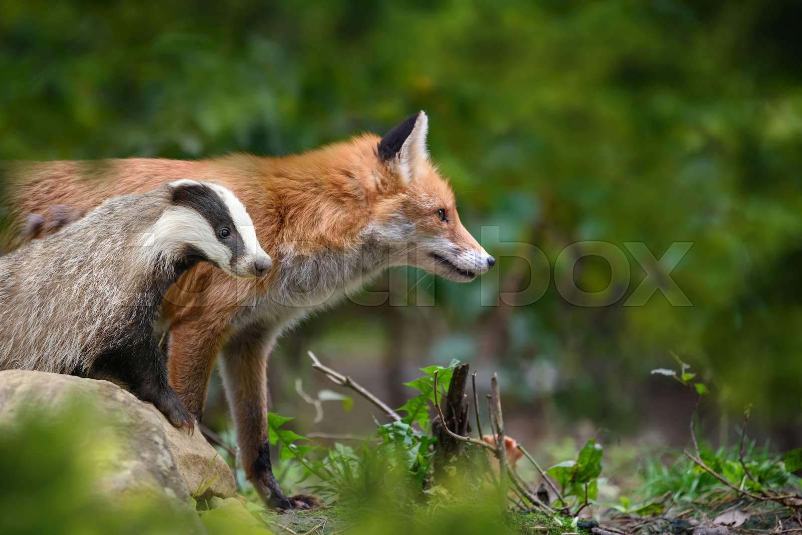 | Stock Bild | Colourbox