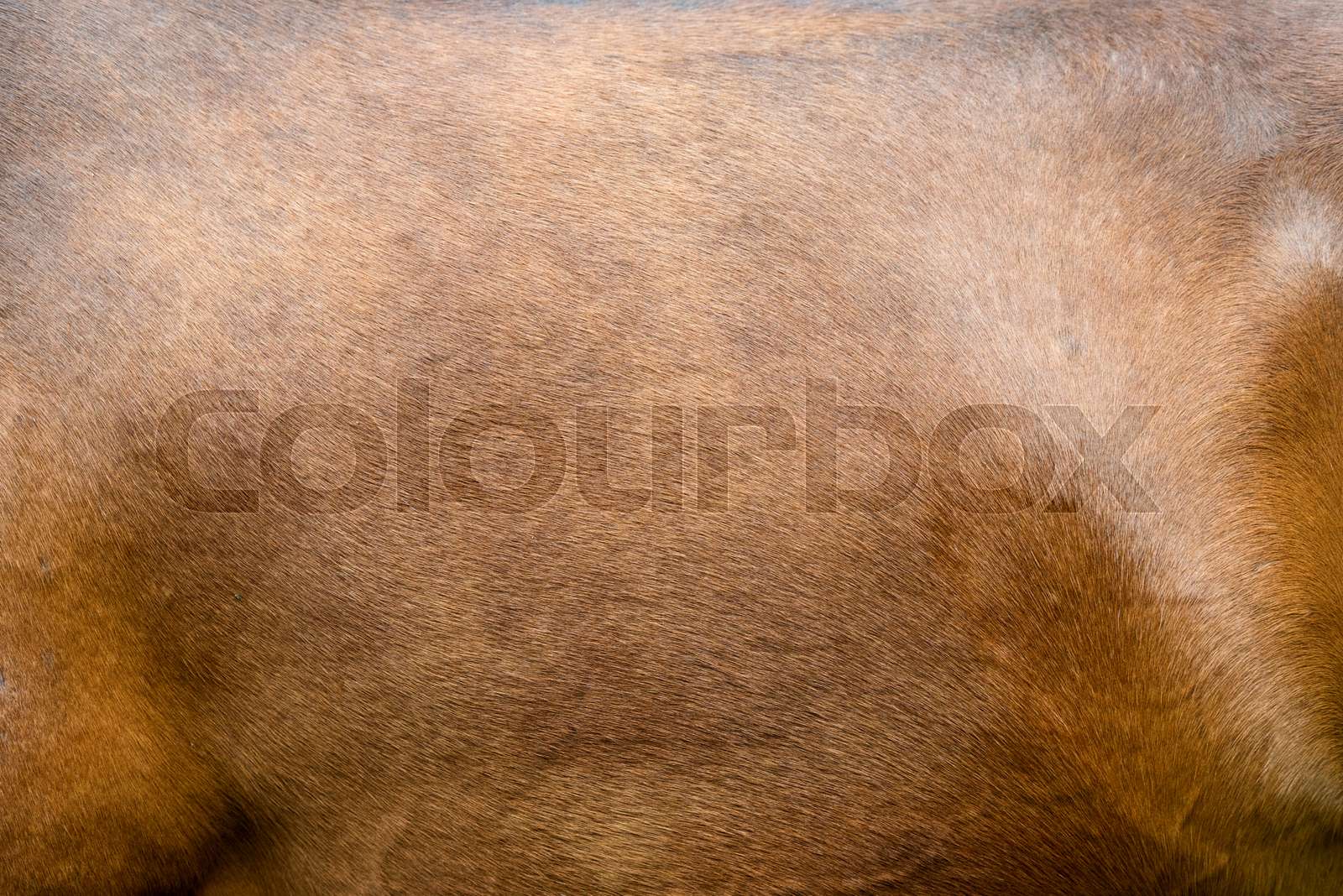Close-up of textured pelt from a brown horse | Stock image | Colourbox