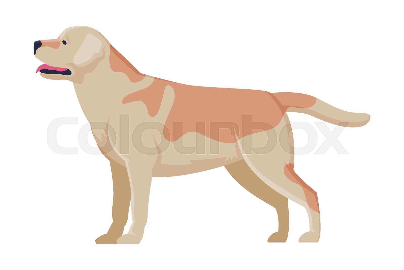 Labrador Retriever Purebred Dog, Pet Animal, Side View Vector ...