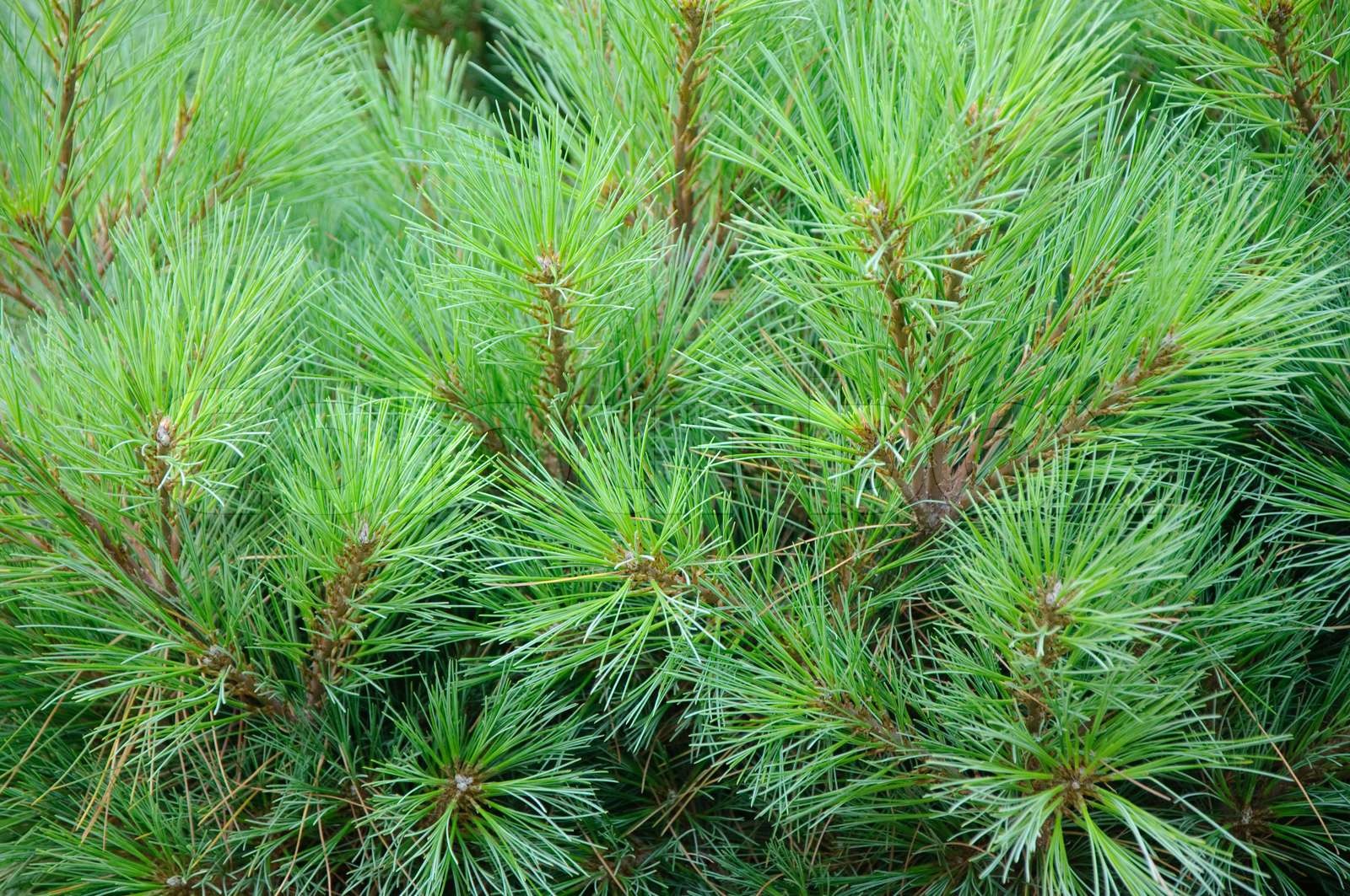 Brightly green prickly branches of a fur-tree or pine | Stock image ...