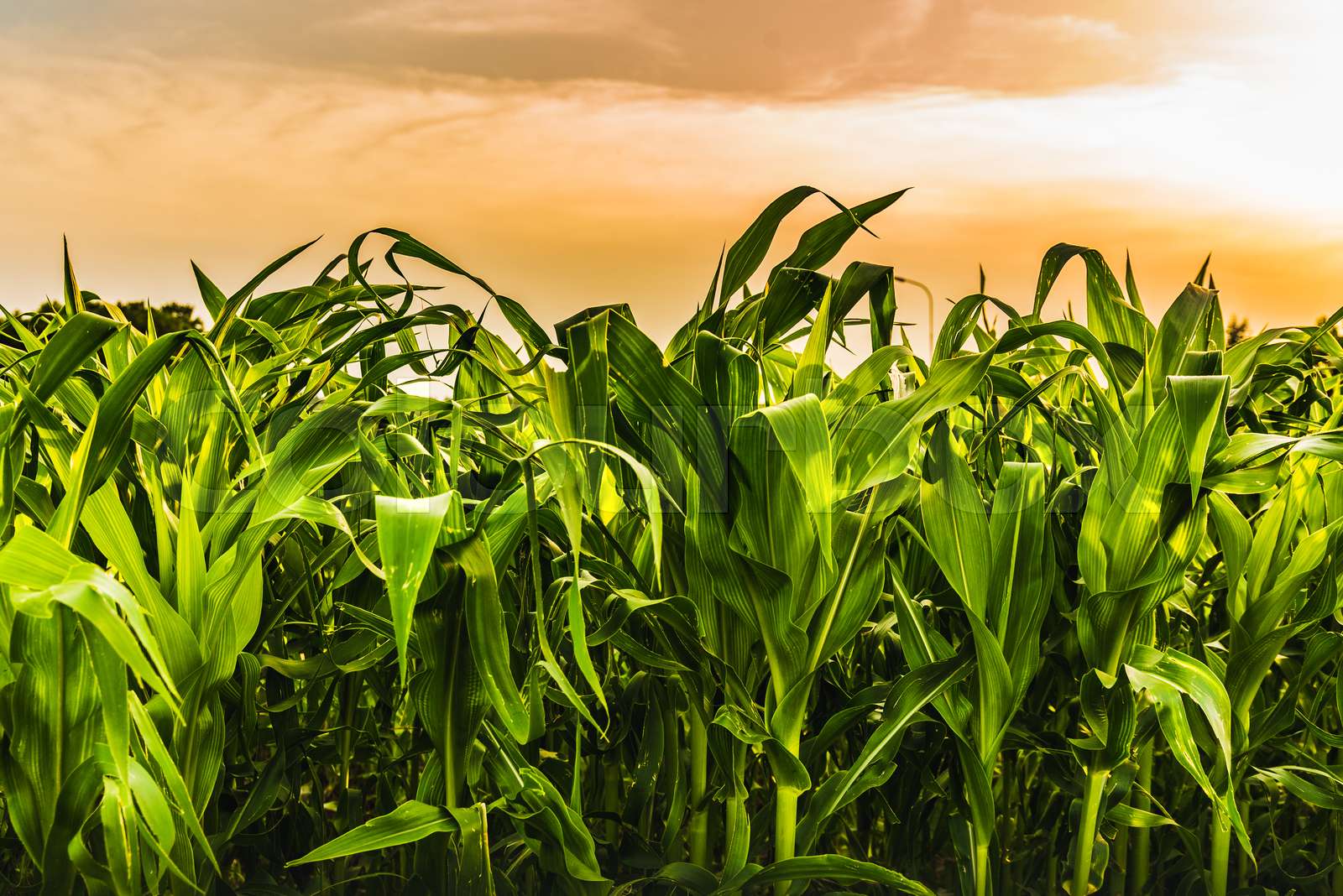 Maize Corn Field