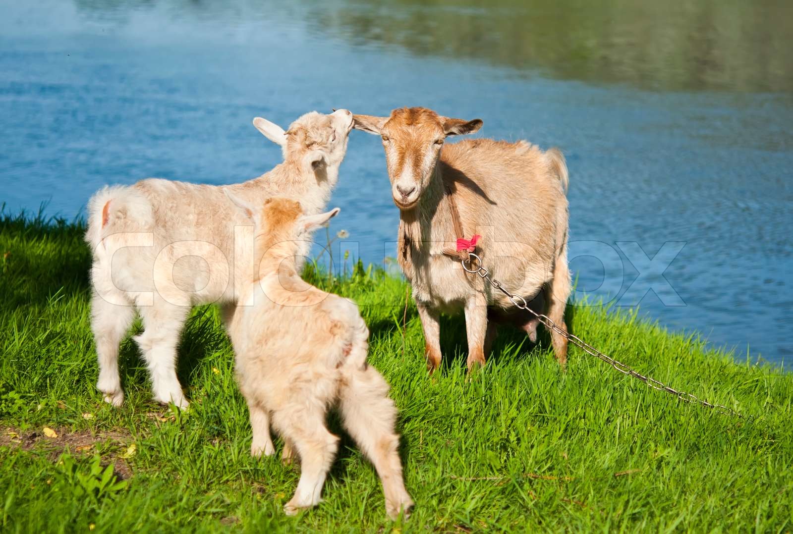 Goat with kids | Stock image | Colourbox
