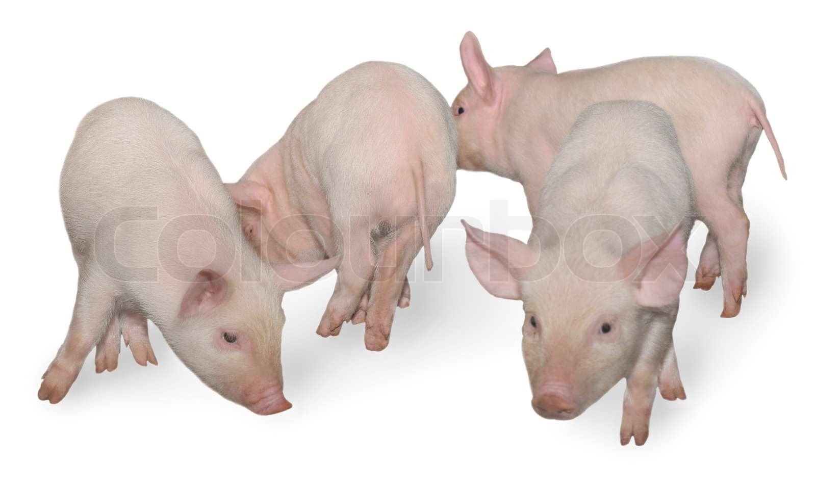 Four pigs | Stock image | Colourbox