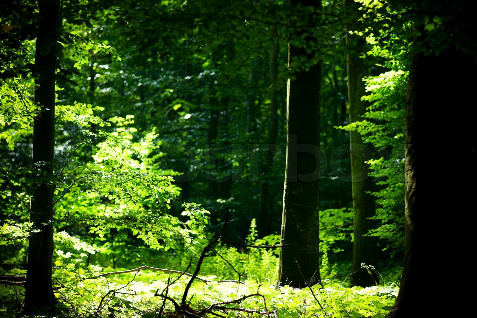 Forest clearing with dark trees | Stock image | Colourbox