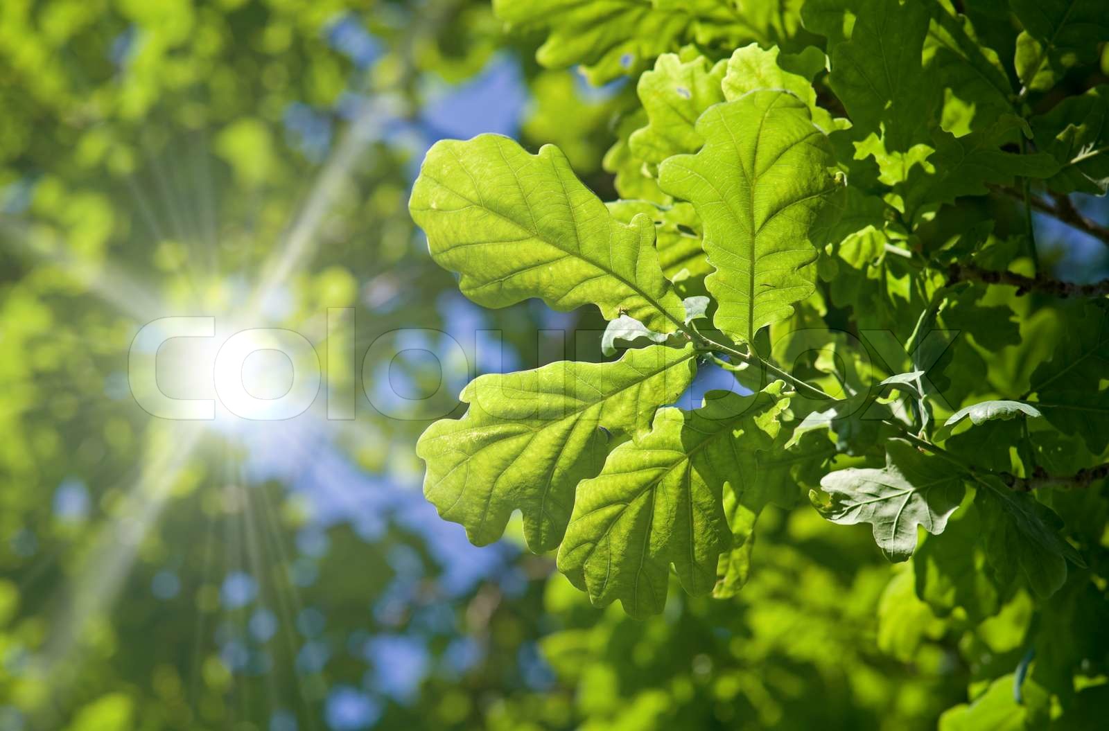 Closeup-Foto von einer Eiche Niederlassungen glänzte mit der Sonne ...