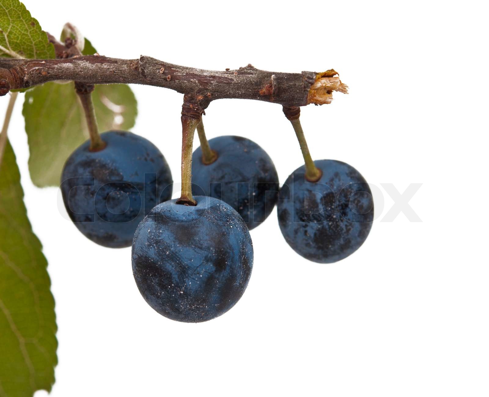 Wild Hedgerow Sloes isolated | Stock image | Colourbox