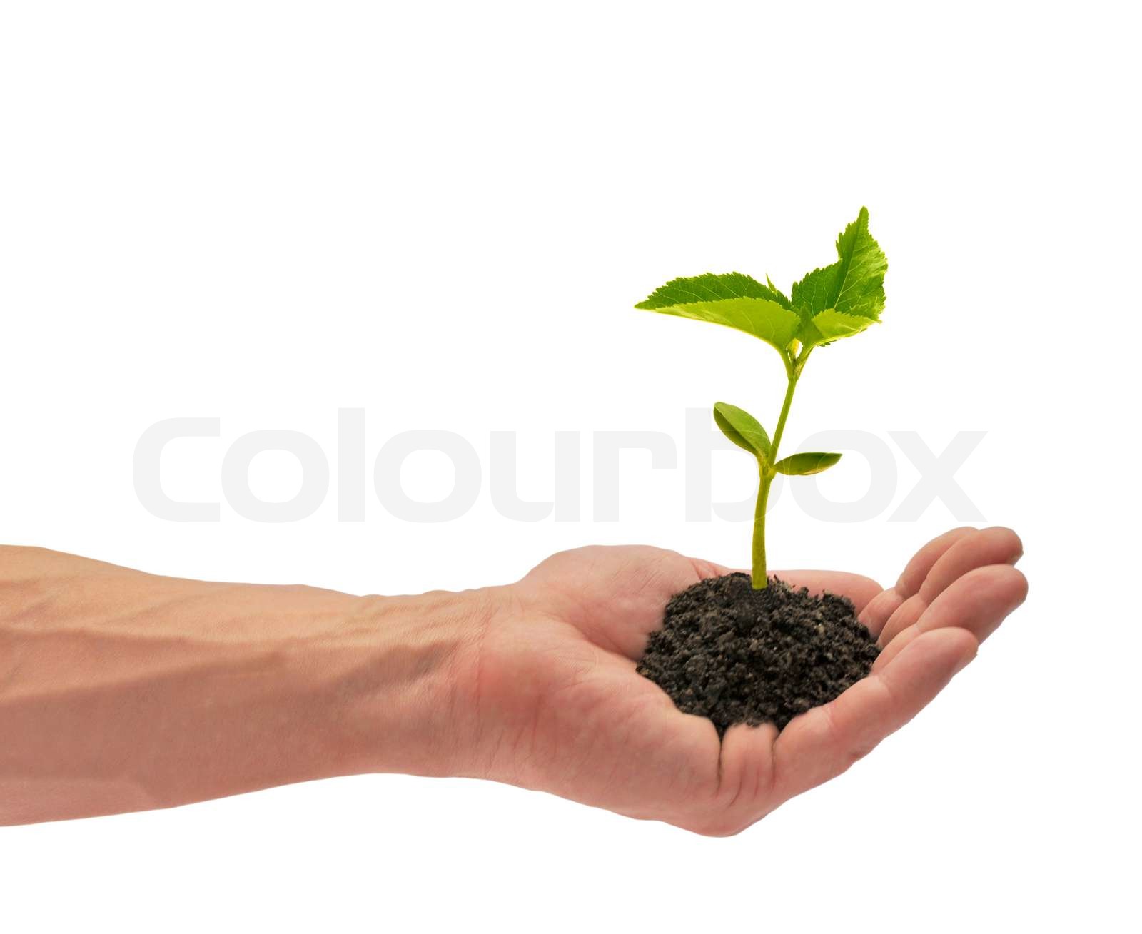 Sapling | Stock image | Colourbox