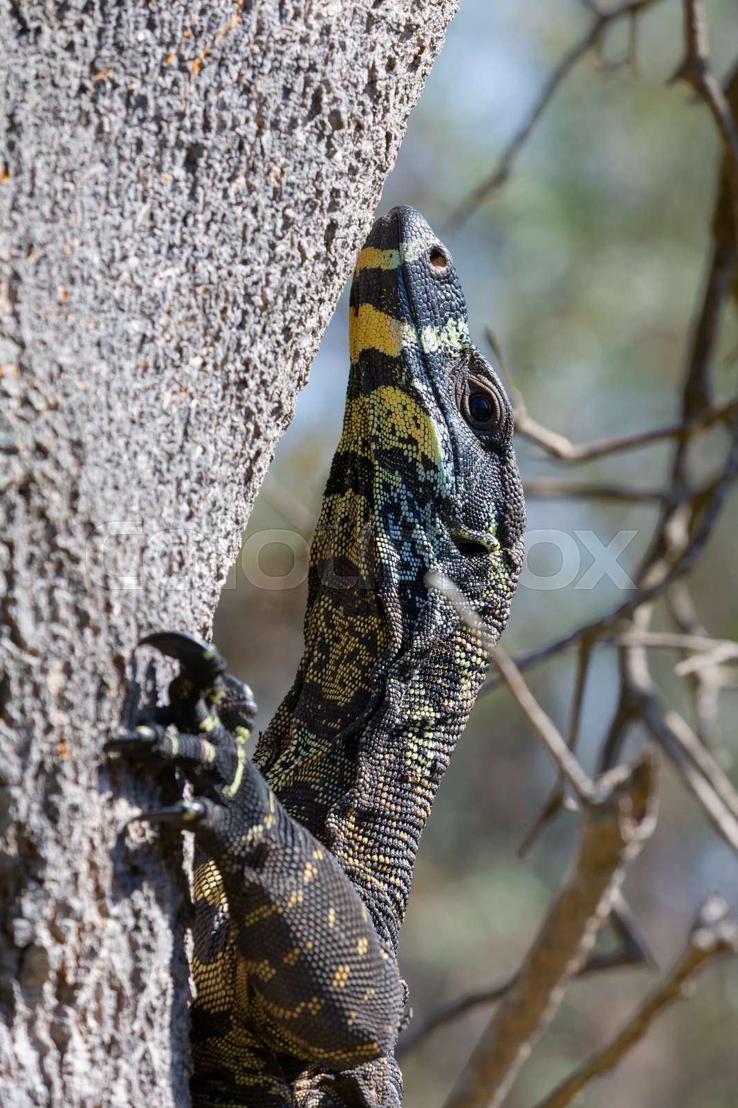 Goanna lizard climbing a tree | Stock image | Colourbox