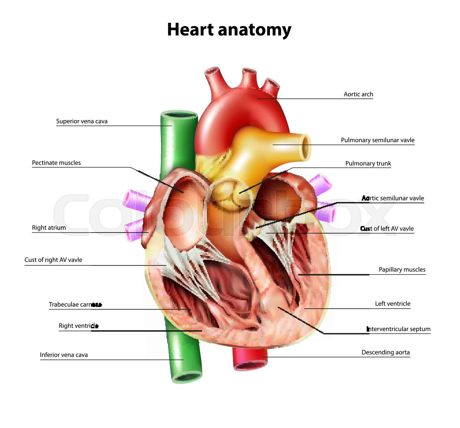 Anatomy of the heart. Section of the heart. Vector illustration ...