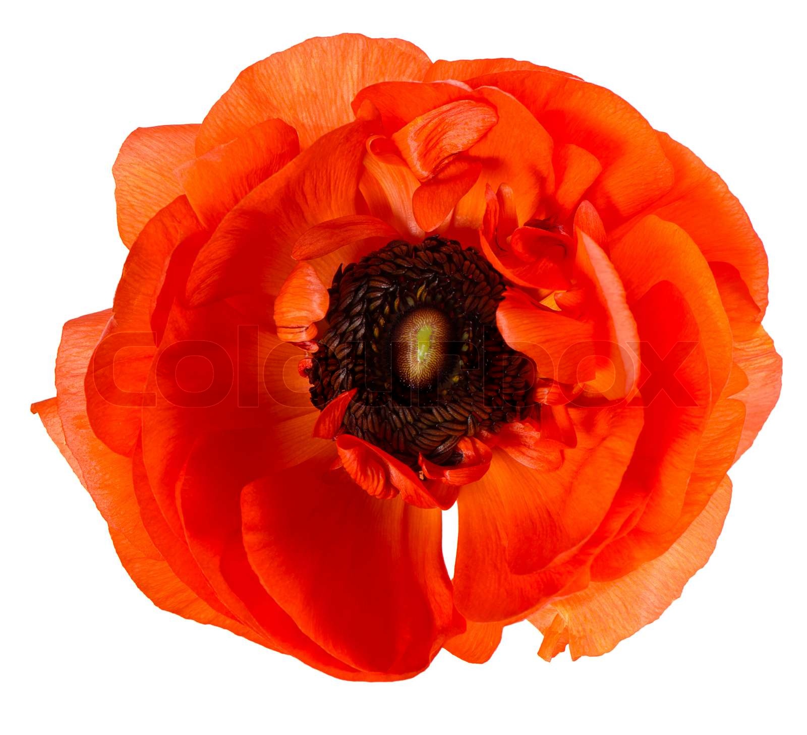 beautiful red single flower head | Stock image | Colourbox