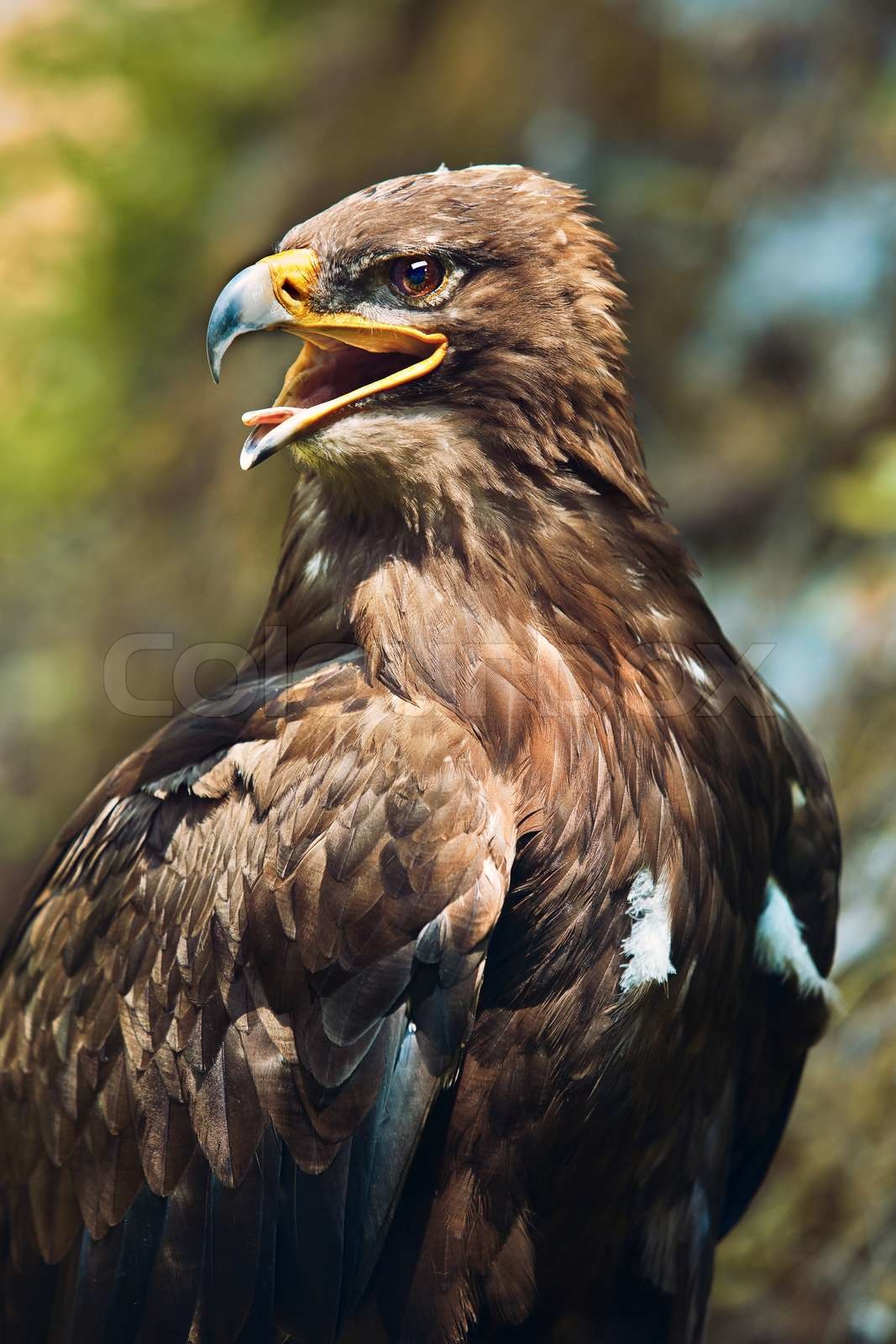 The Steppe Eagle Aquila nipalensis - portrait | Stock image | Colourbox