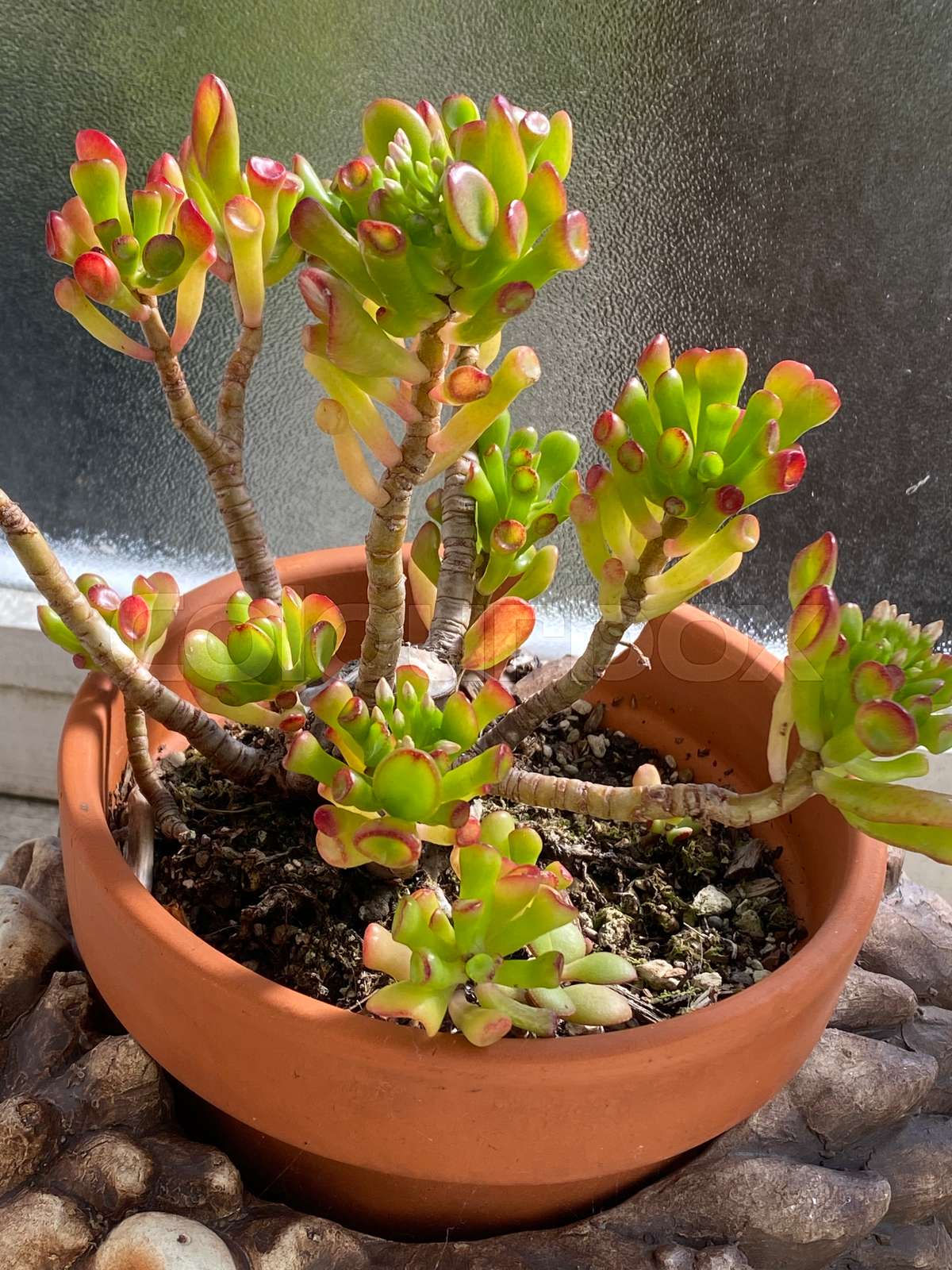 Photo of Plant succulent Crassula ovata ET's Fingers coral, Jade ...