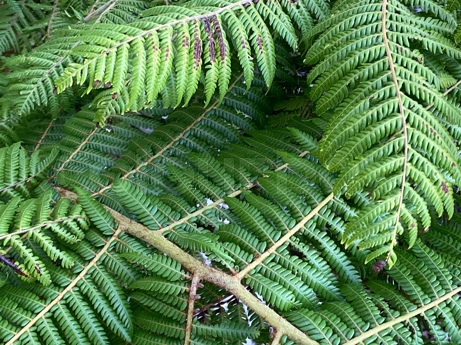 Photo of Plant silver fern Tree | Stock image | Colourbox