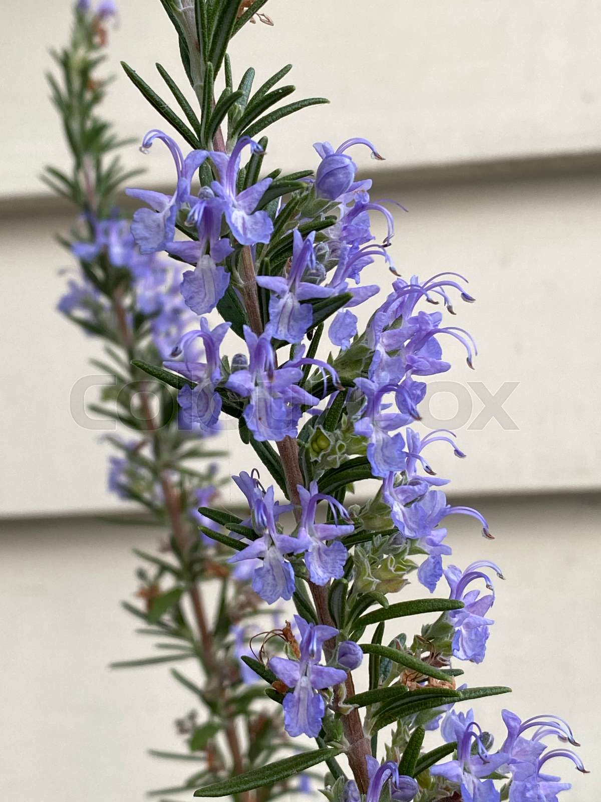 rosemary flower Photo | Stock image | Colourbox