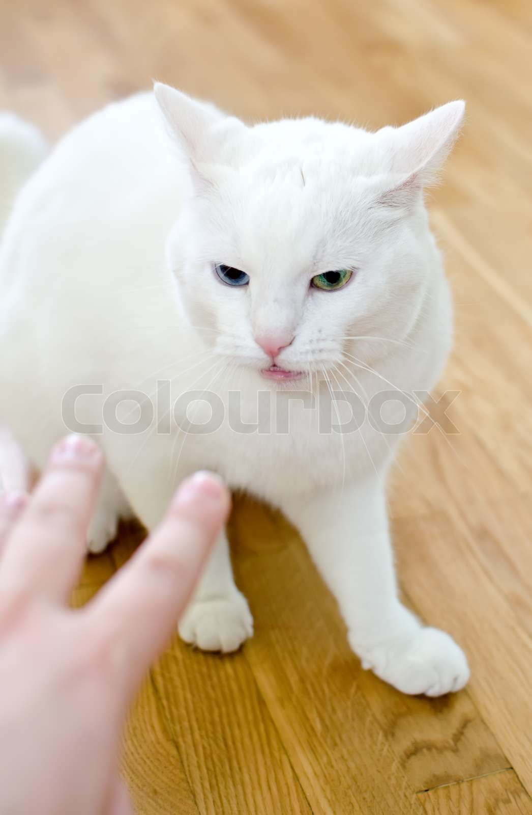 Man's hand trying to touch angry cat | Stock image | Colourbox